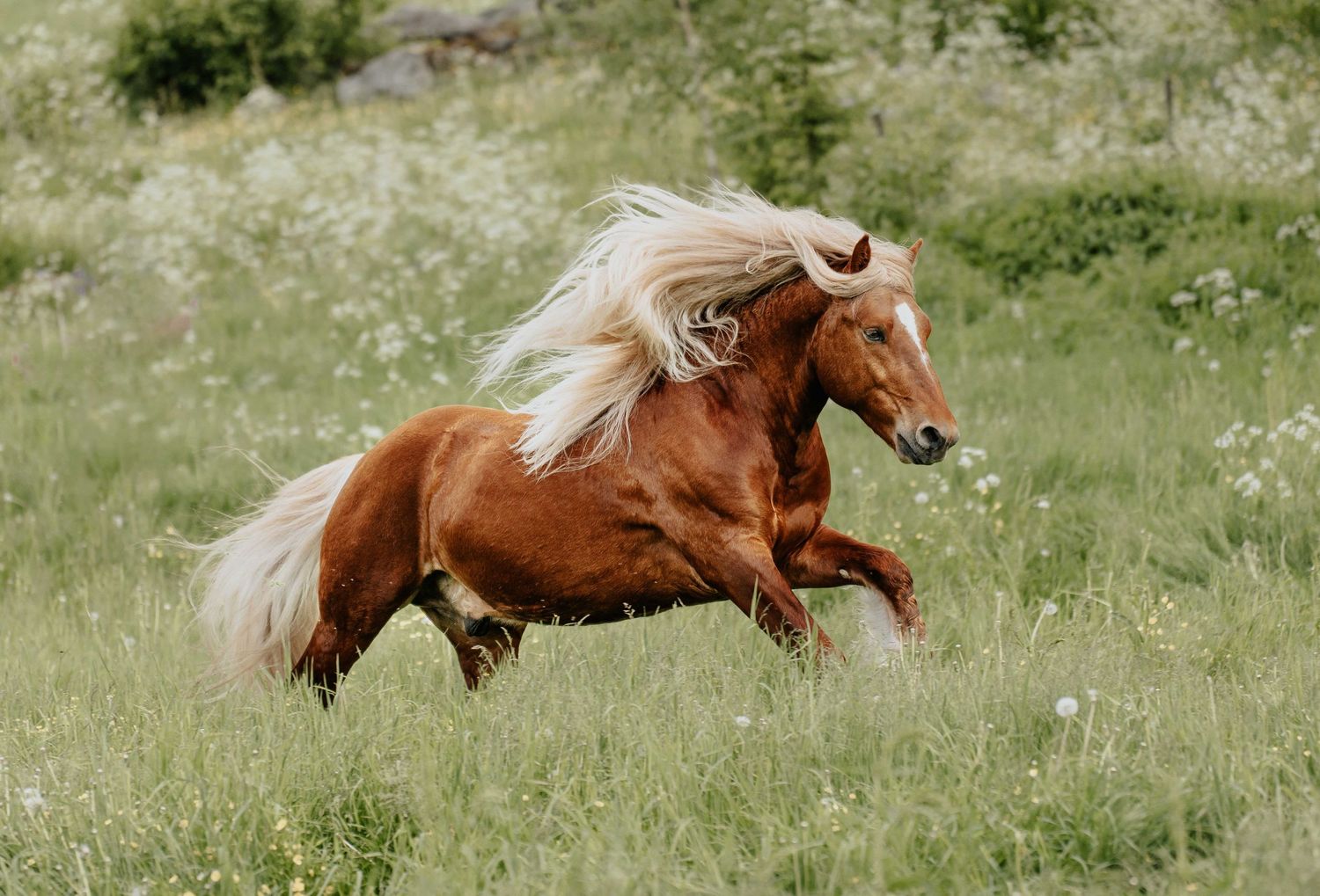 Gullfaxi - Fotograf Maja Skarpsno Slyngstad
