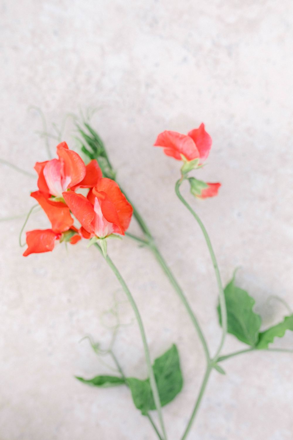 For the love of sweet peas - Ruby Moon