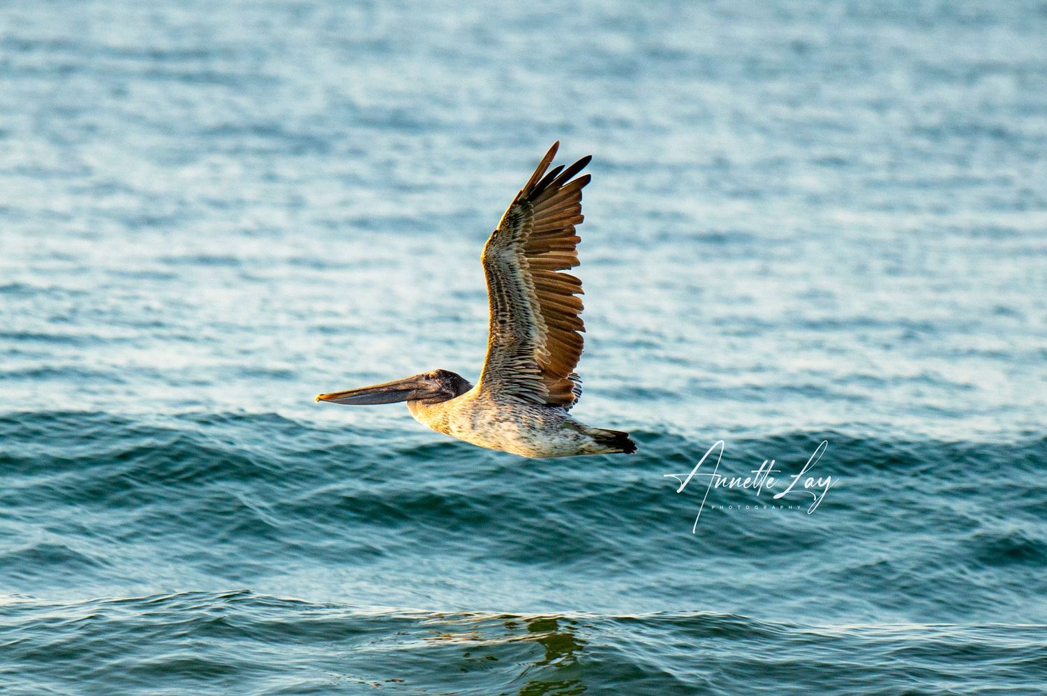 Wildlife - Annette Lay Photography