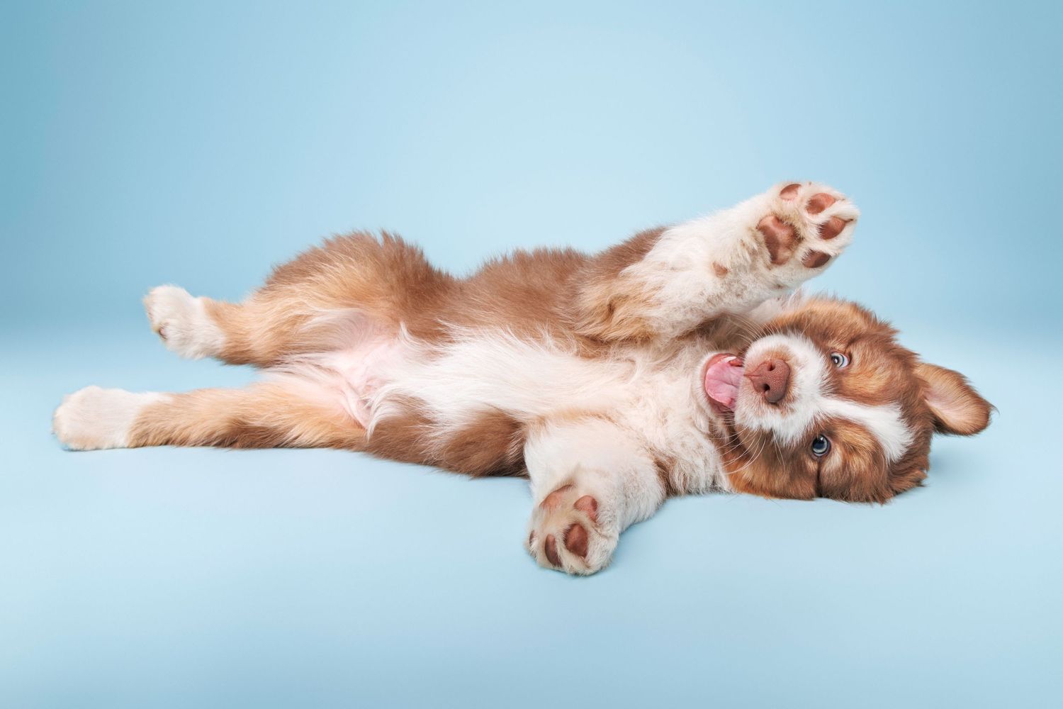 How does the photoshoot work? - Perth dog photographer