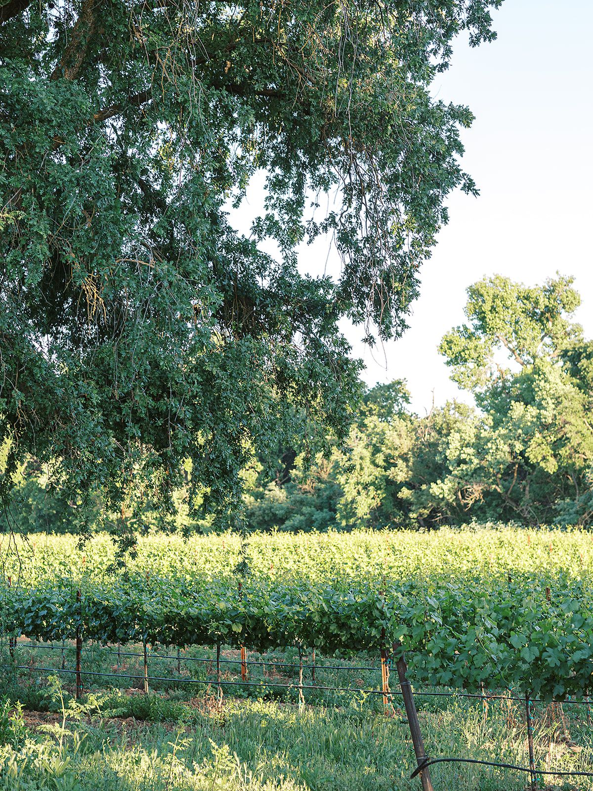 Portfolio - Rachel Haylie Photography