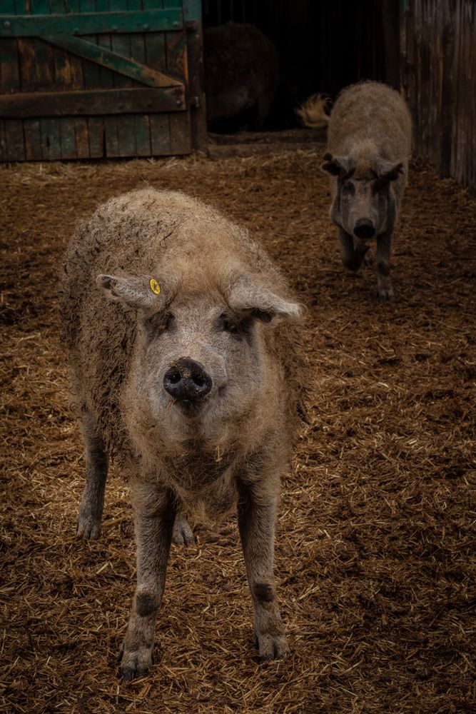 The Secret Of Mangalica Pigs - Three Pod Studio