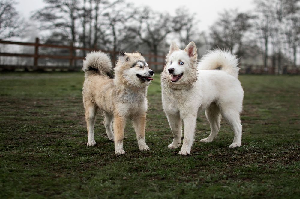 6 Tips to Prepare for Your Dog Photography Experience - Seattle-Tacoma ...