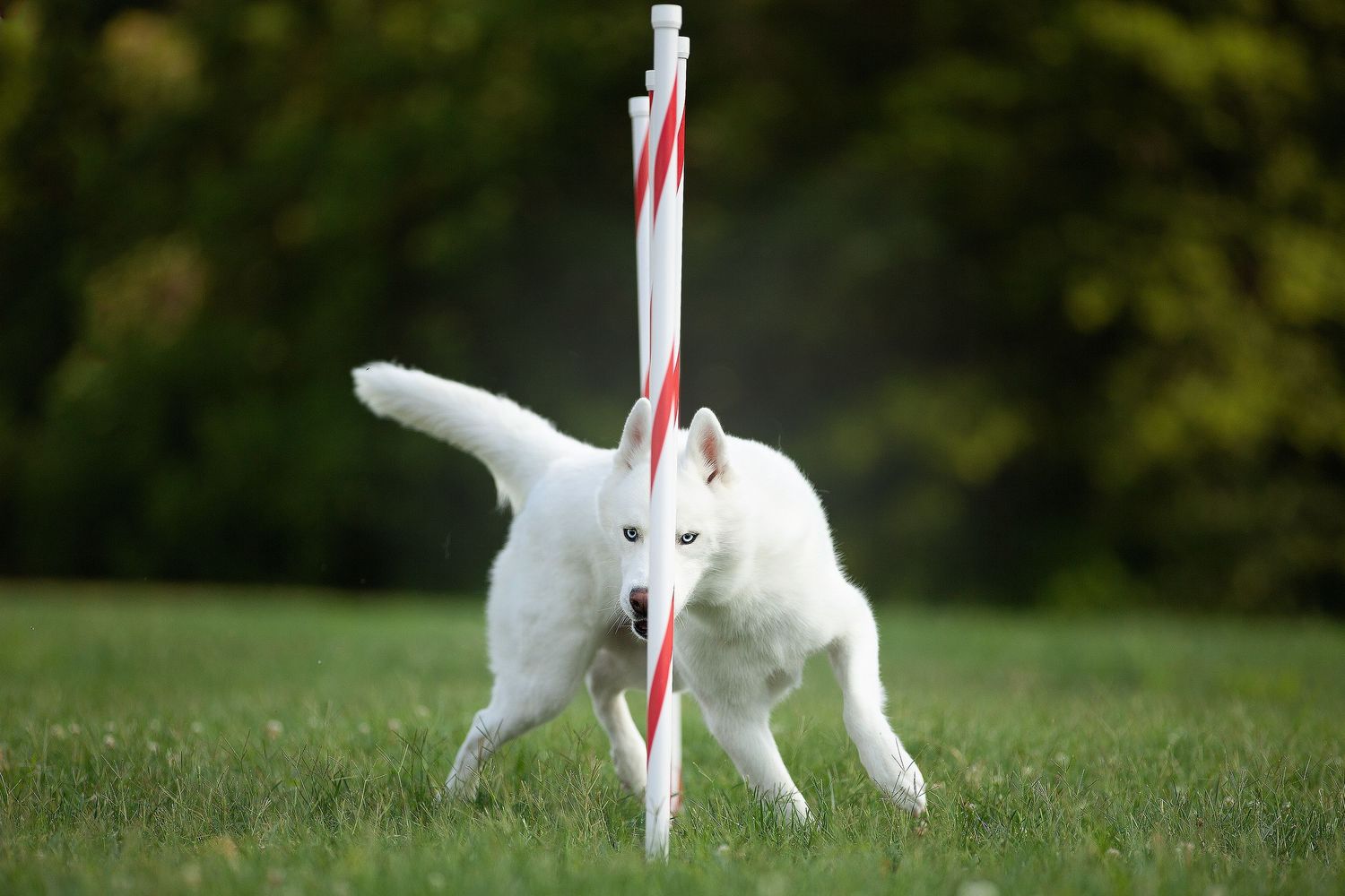 Events - Wander into Focus