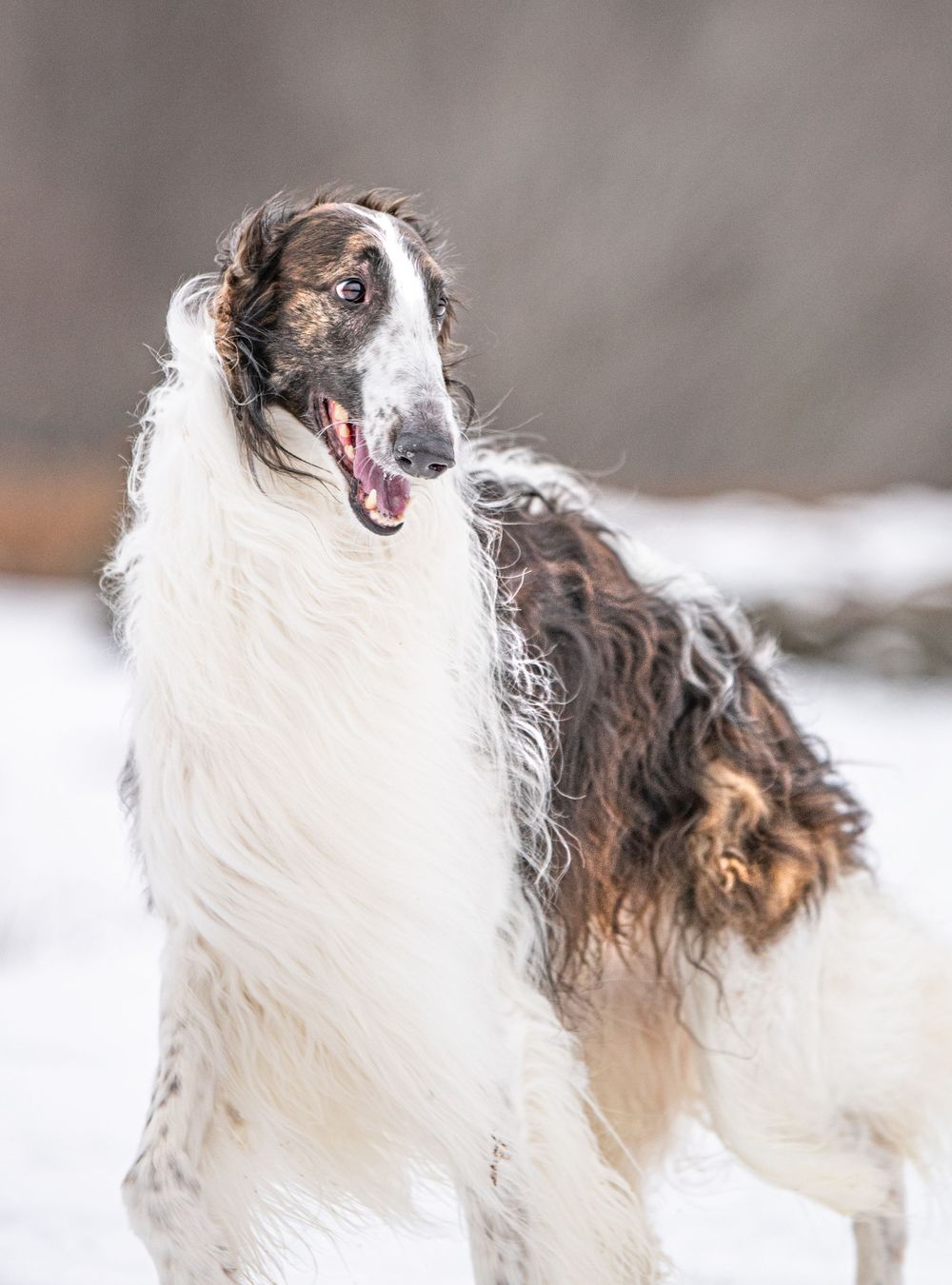 Rare and Rarely Seen Borzoi - Equine & Canine Photography/Maine