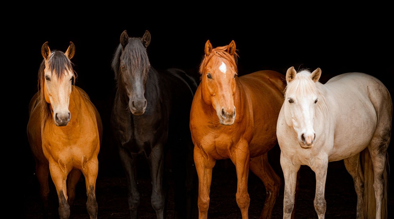 Holy Spirit Horse Sanctuary - ES Equine Photography || Evelyn Szczepanek