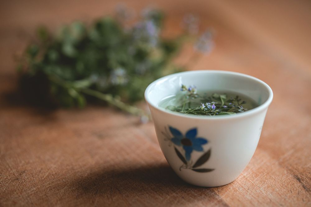 Gypsyweed - The Grizzly Forager: The Definitive Guide to Foraging with Kids