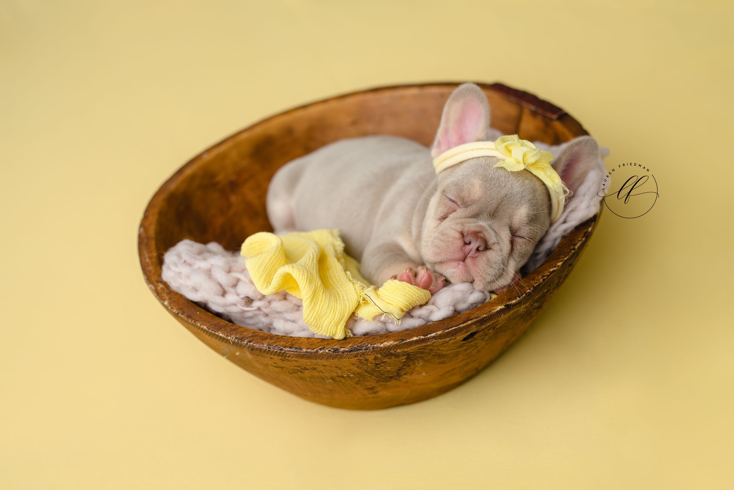 Frenchie Girls - Lauren Friedman Photos