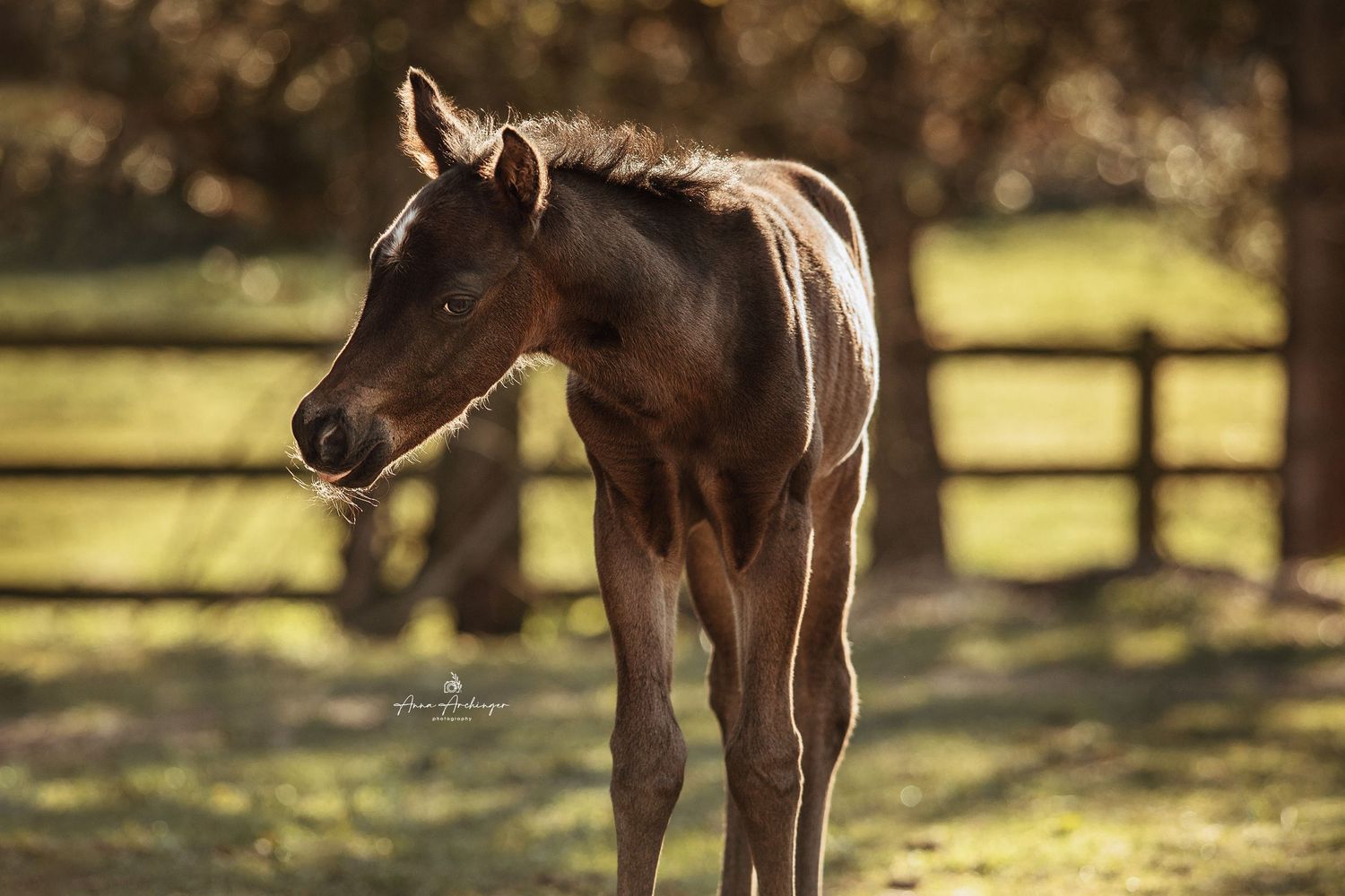 How to find the right photographer for you and your horse - Anna ...