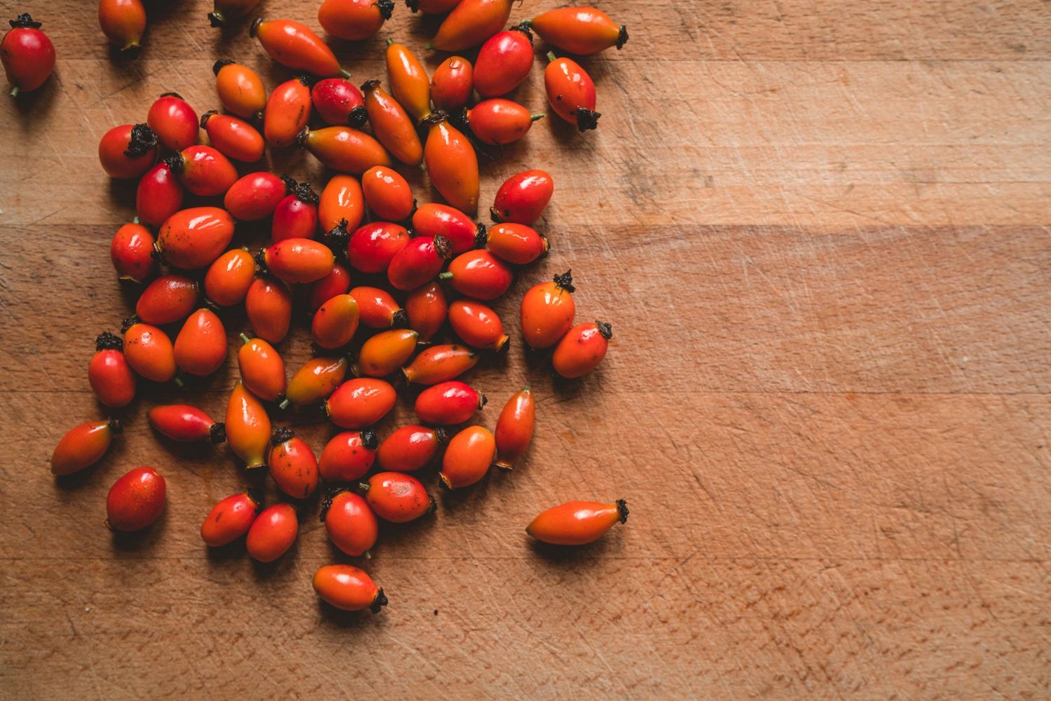 Rosehip - The Grizzly Forager: The Definitive Guide to Foraging with Kids