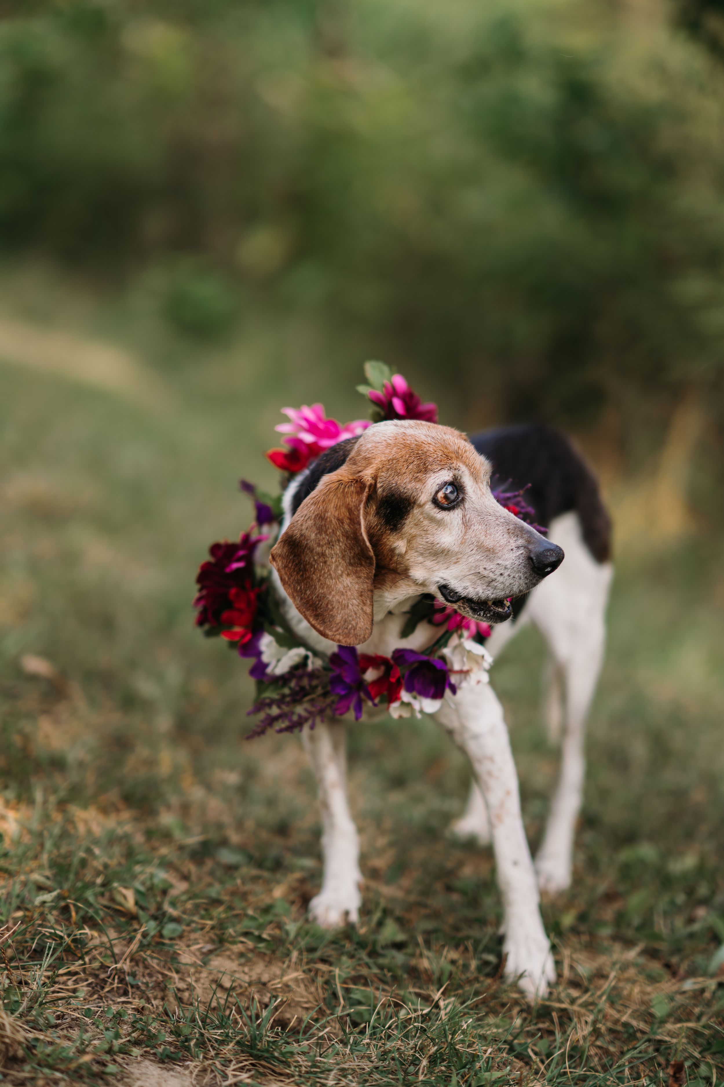 The Hardest Part of Being a Pet Photographer // Cincinnati Dog ...