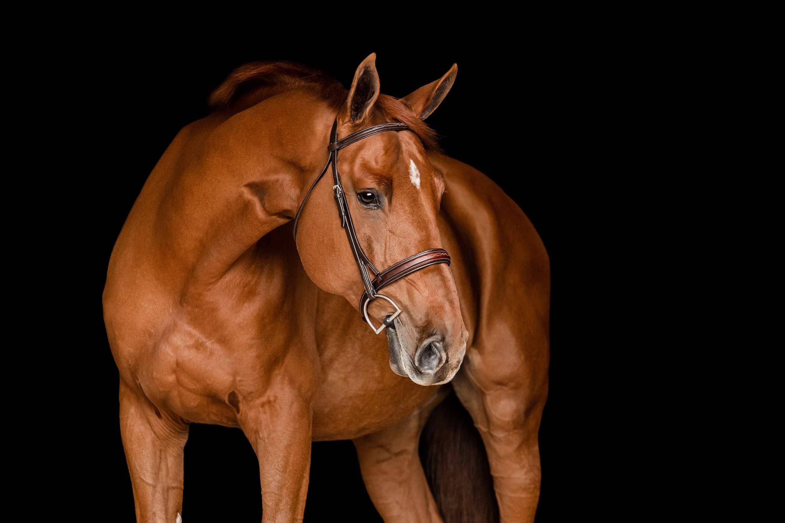 The Horses of Duffy-Housel Group Inc. | Black Background Portraits ...
