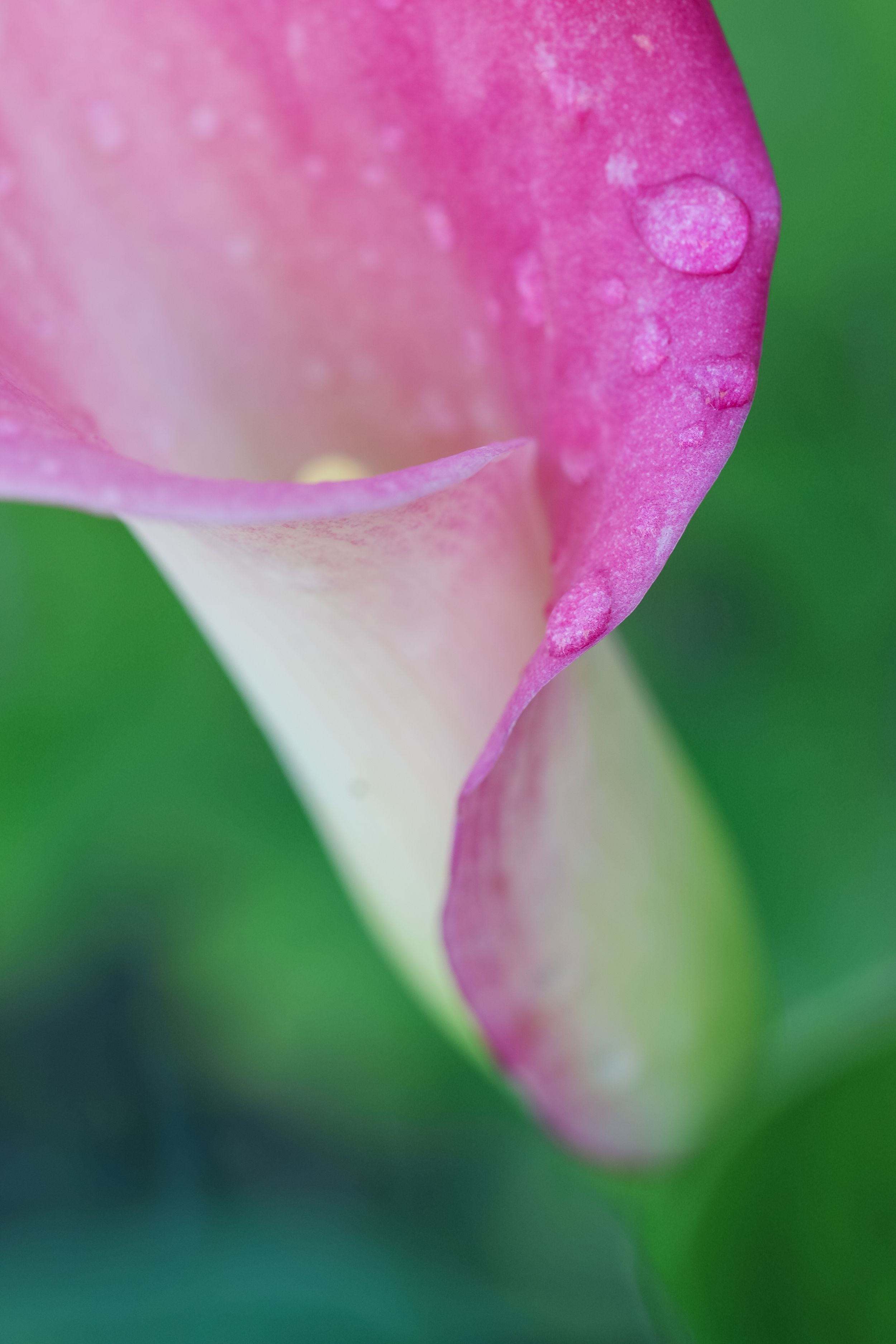 6 Steps to Propagating Calla Lily Seed Pods in the Fall - The Stress ...