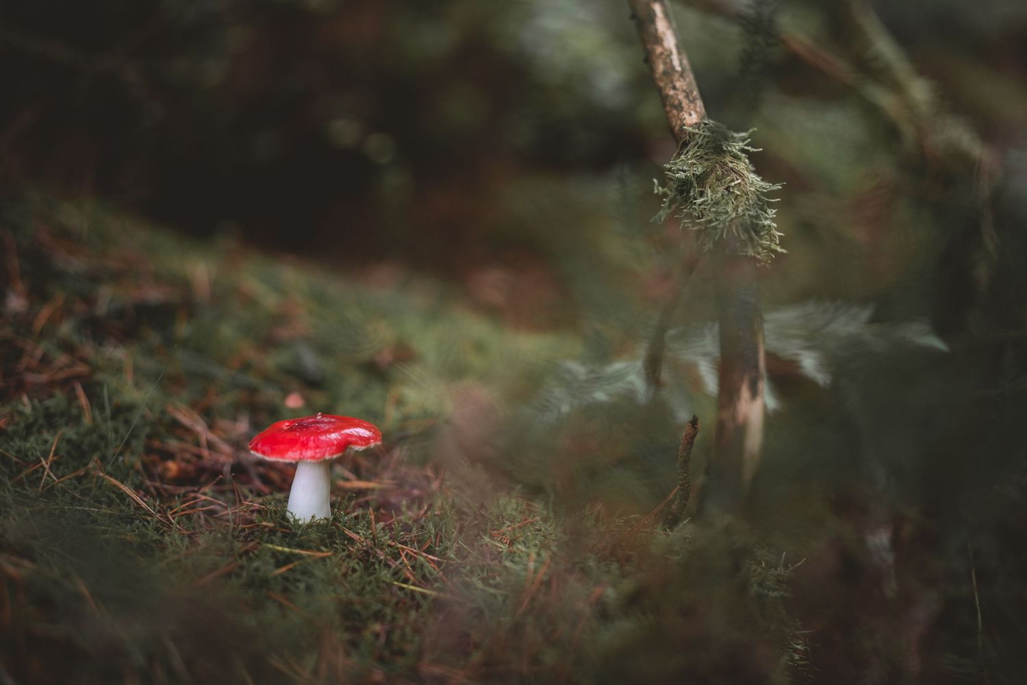 The Russulas: A Foraging Guide - The Grizzly Forager: The Definitive ...