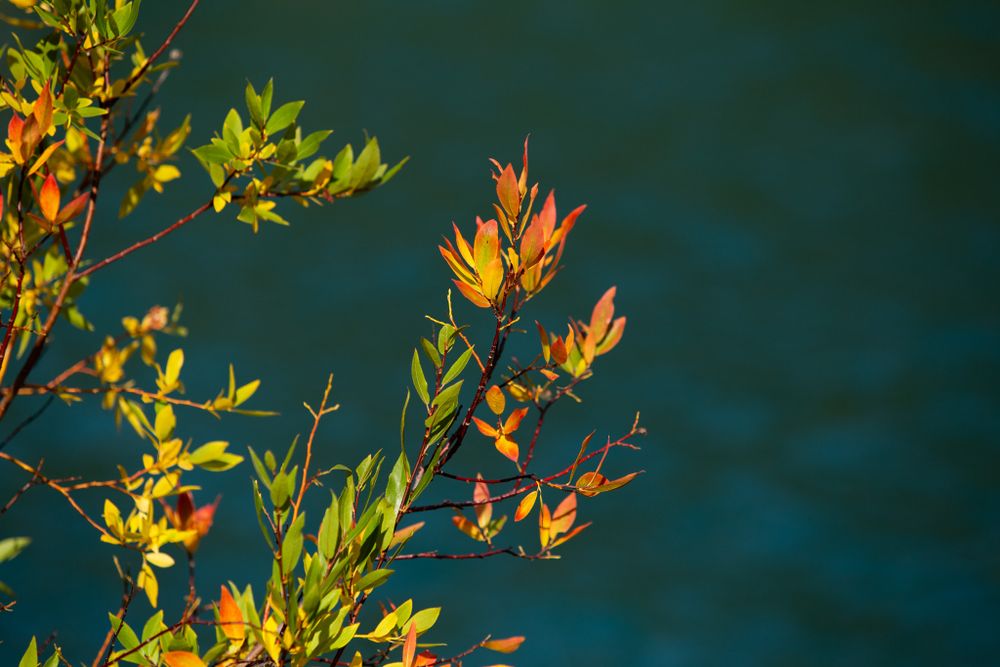 North America - Danielle Gillard Photography