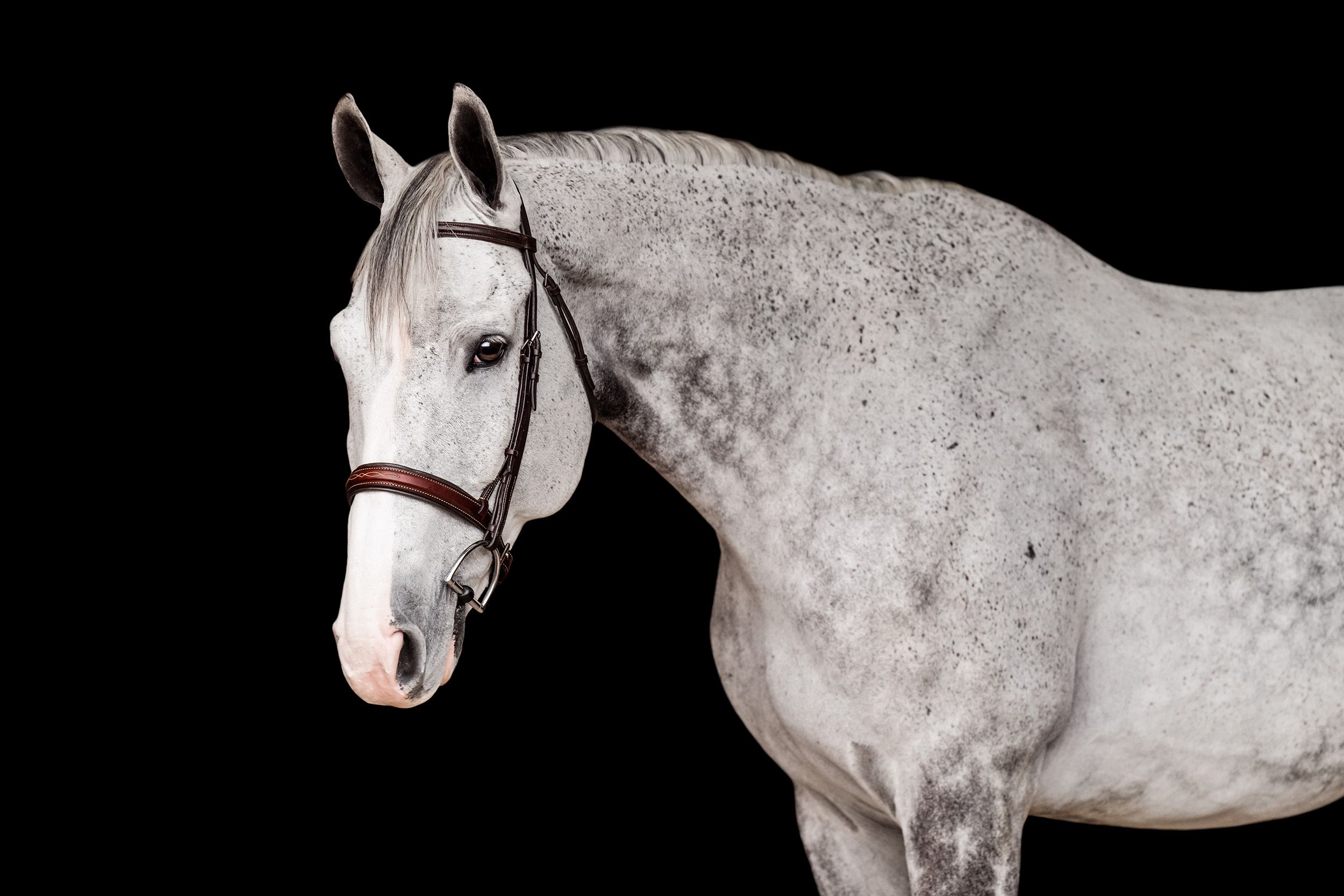 The Horses of Duffy-Housel Group Inc. | Black Background Portraits ...