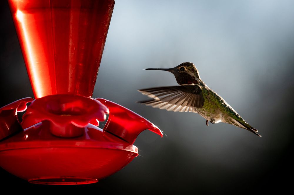 Nick Thornton Photo