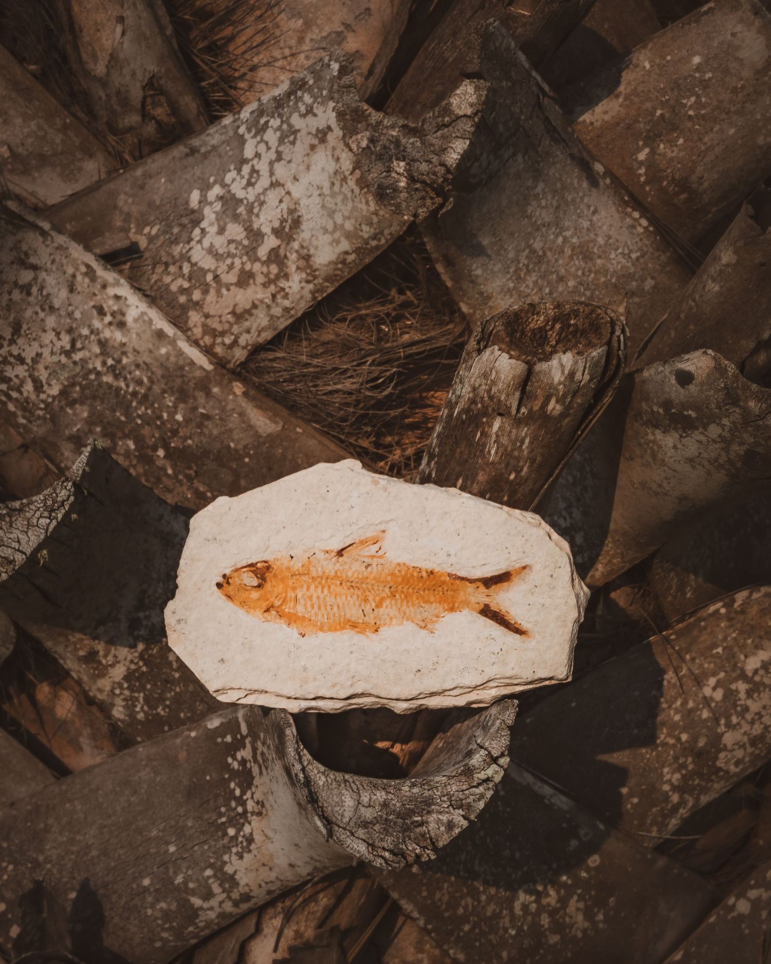 Knightia Fish Fossil Meaning, Properties, and Benefits - Geology Rocks ...