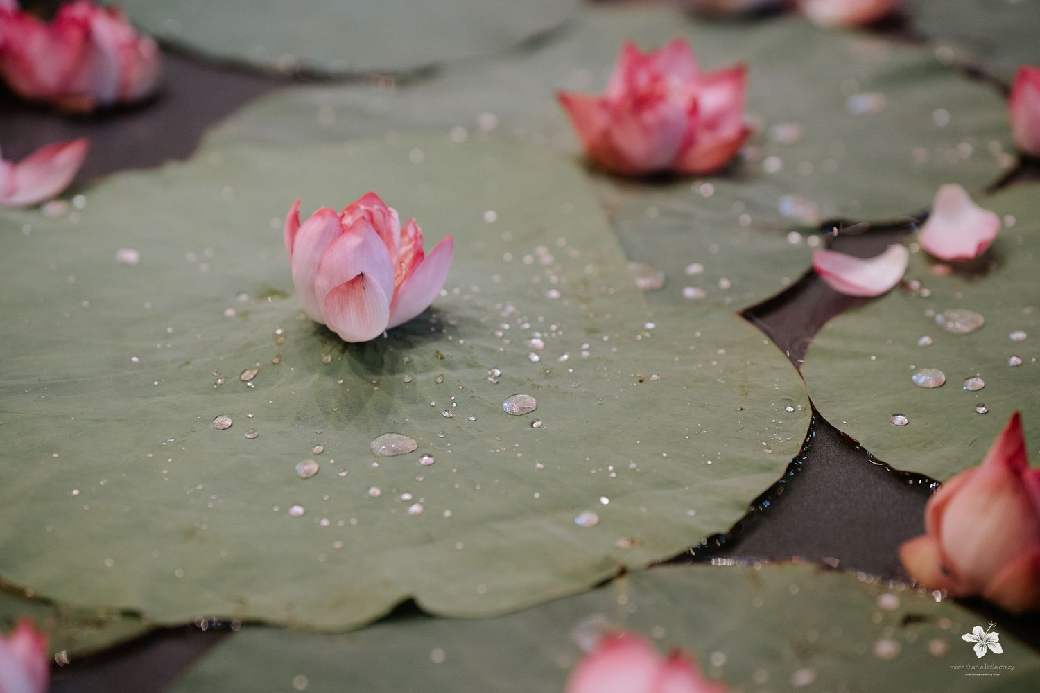 Portfolio - Rohith Ravi Photography