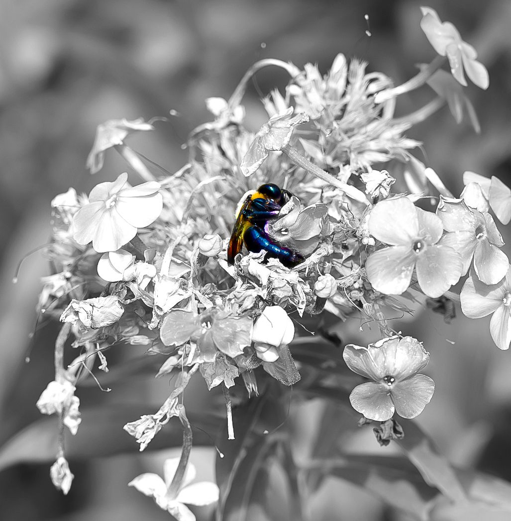 Color-Splash-Photos - Rick's Photo and Design