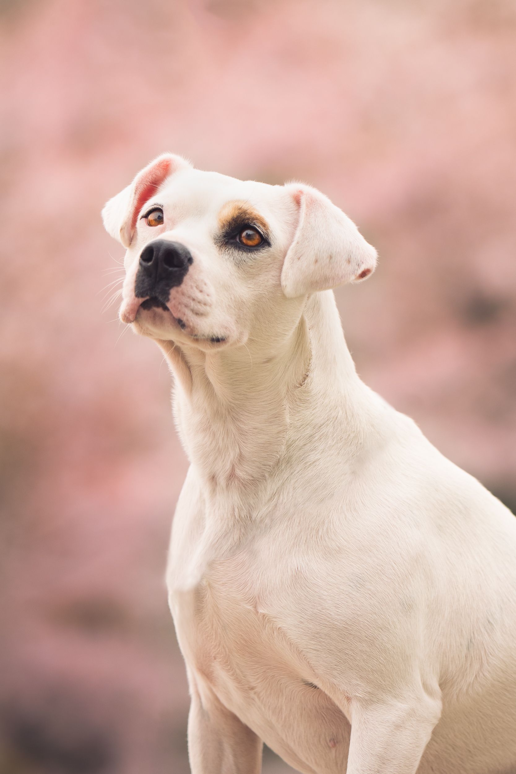 Buffalo Pet Portrait Photographer - Buffalo, WNY Horse and Pet ...