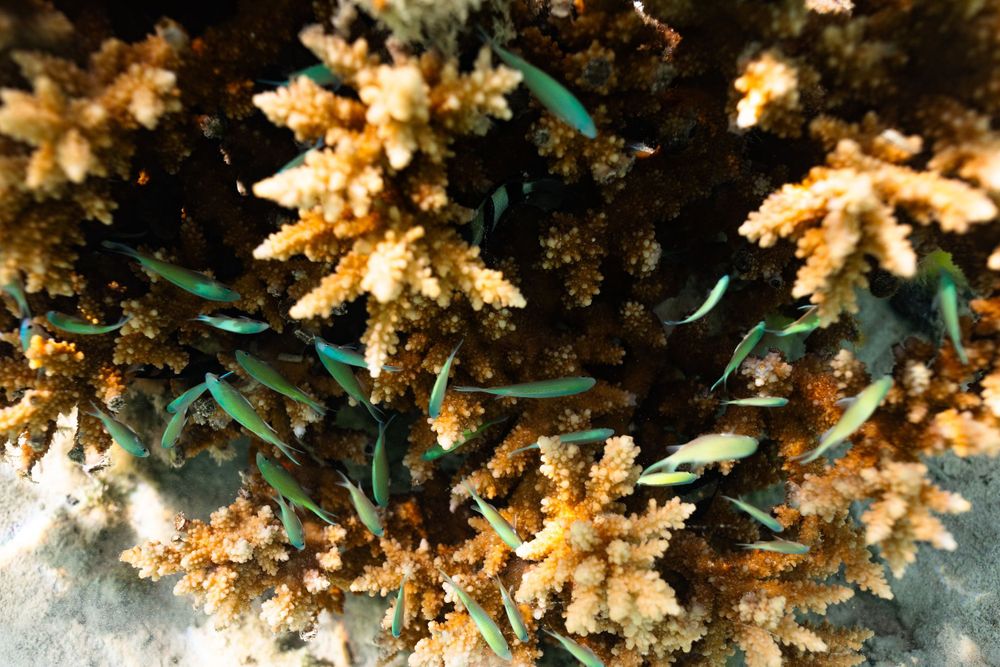 Go Local Cook Islands | Rarotonga's Best Turtle Tour