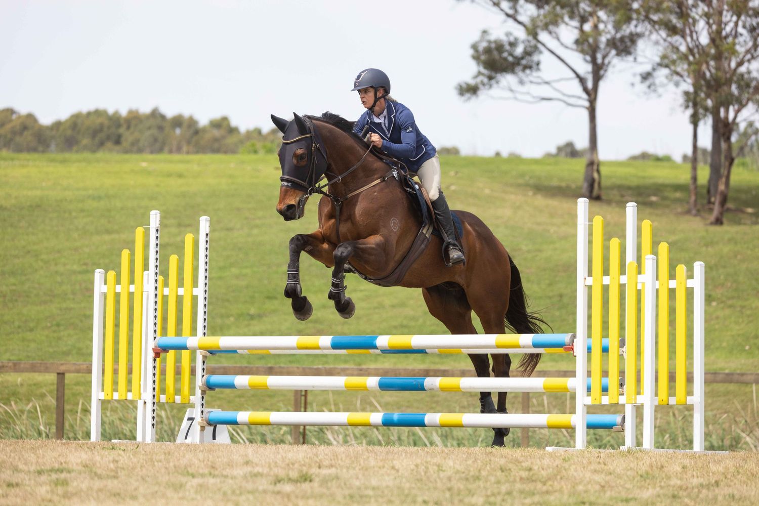 Portfolio - Need For Steed