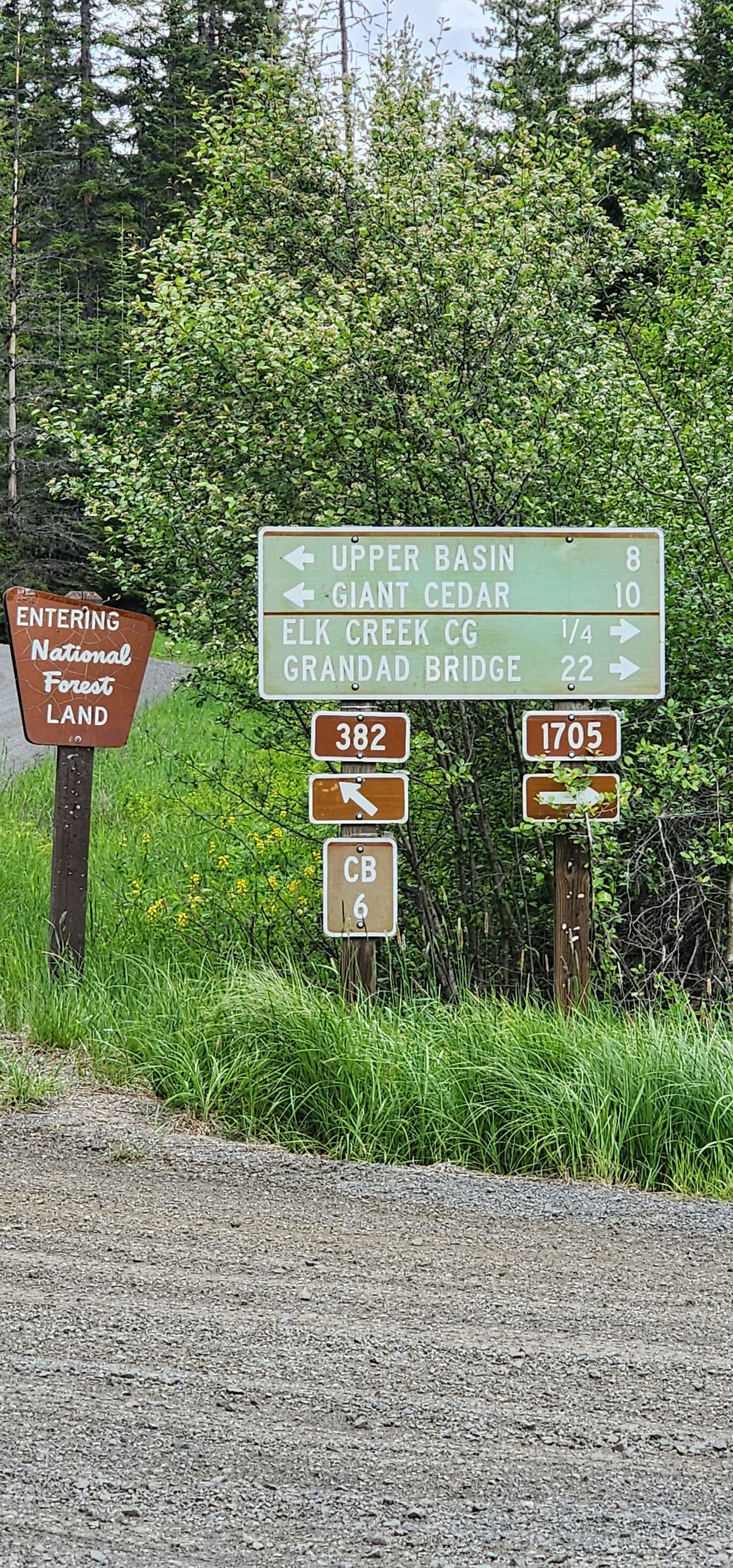 Giant Western Red Cedar Tree - NickyRay of Sunshine Wildlife Photography