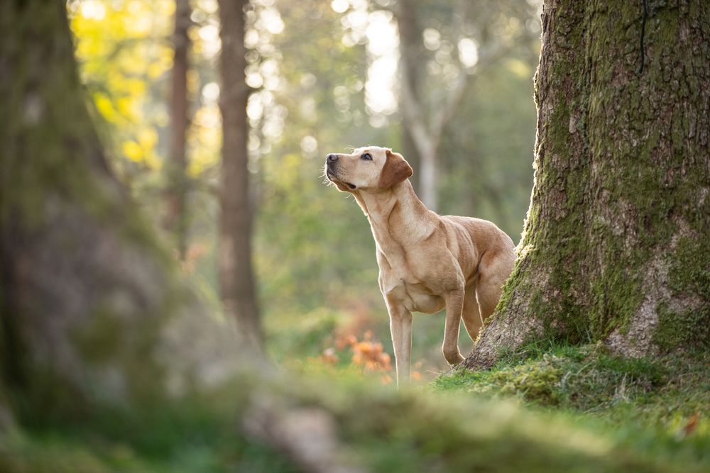 Your Experience - Dog - Imogen Moon ABIPP - Equine & Dog Photographer ...