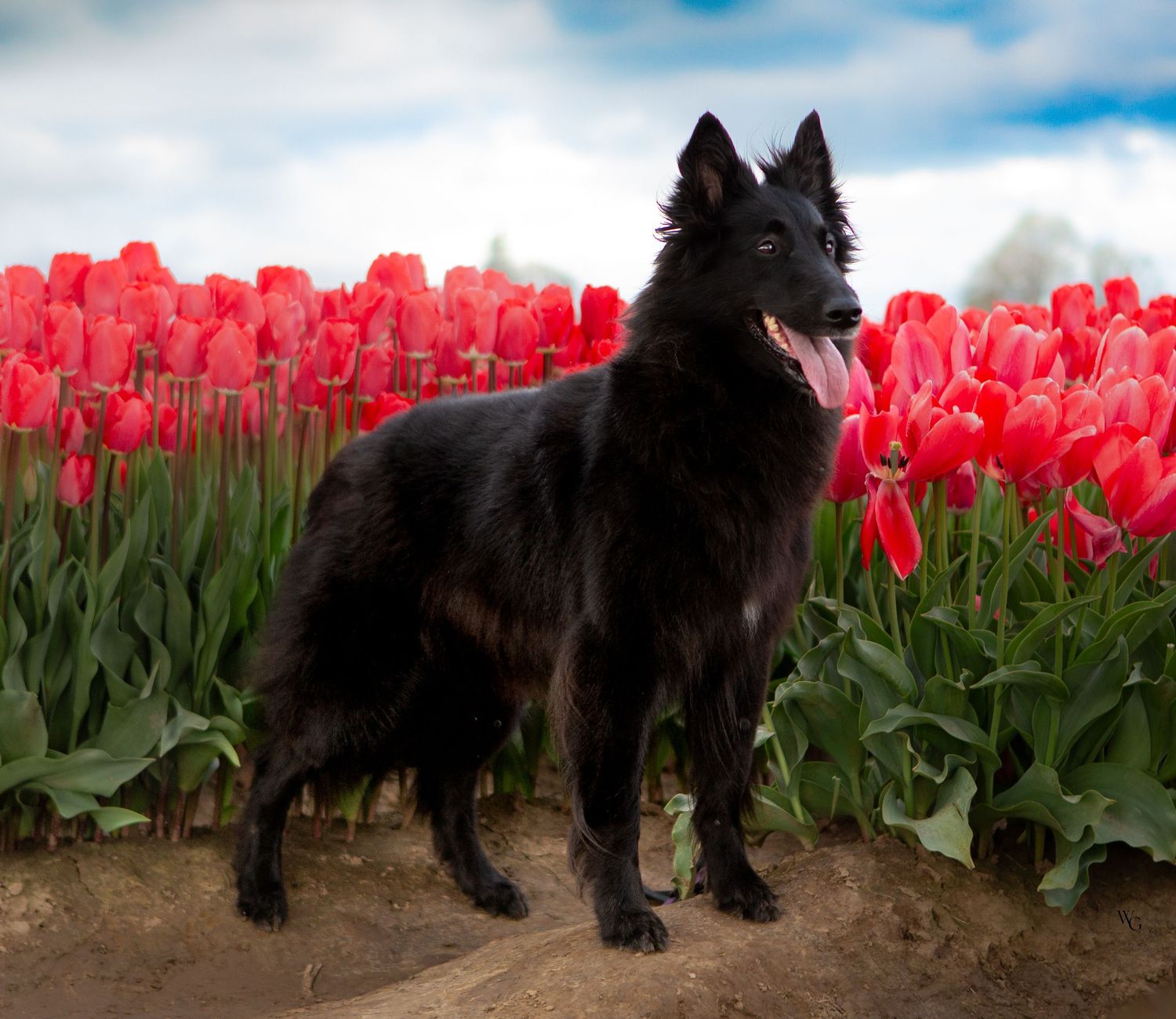 Portfolio - WG Photography