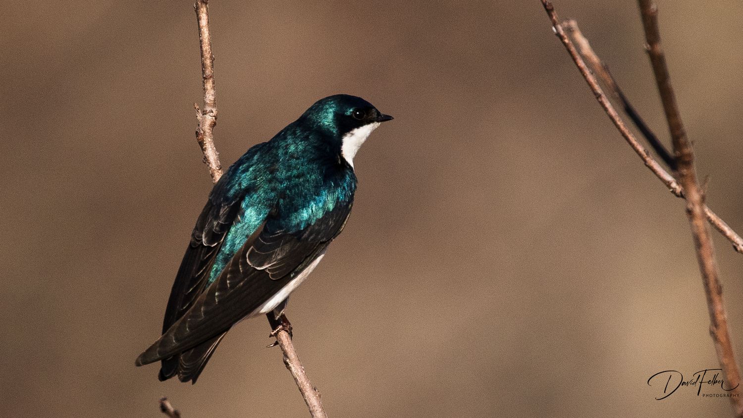 Winter - David Felber Photography