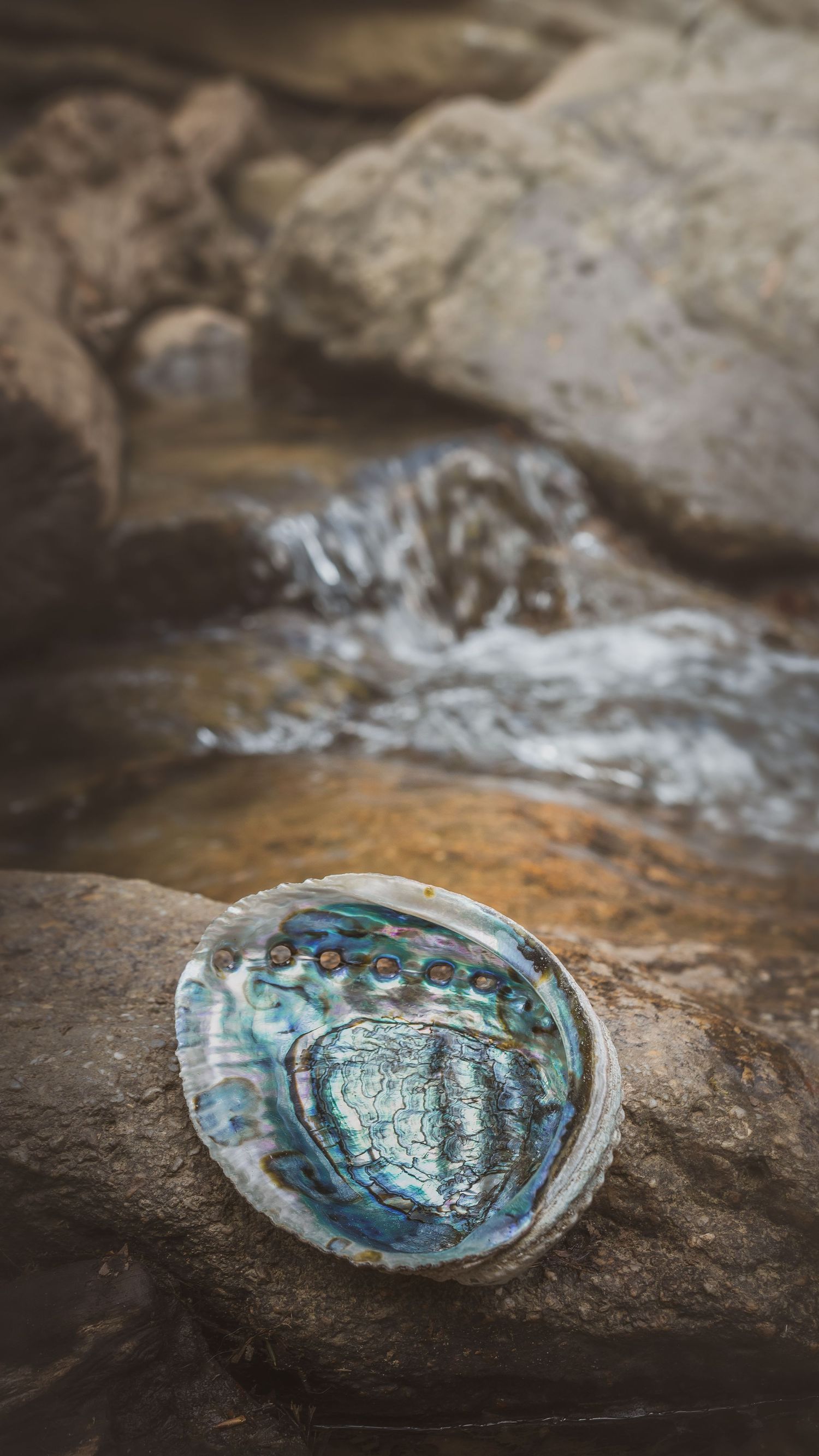 Abalone Shell Meaning, Properties, and Benefits - Geology Rocks Pittsburgh