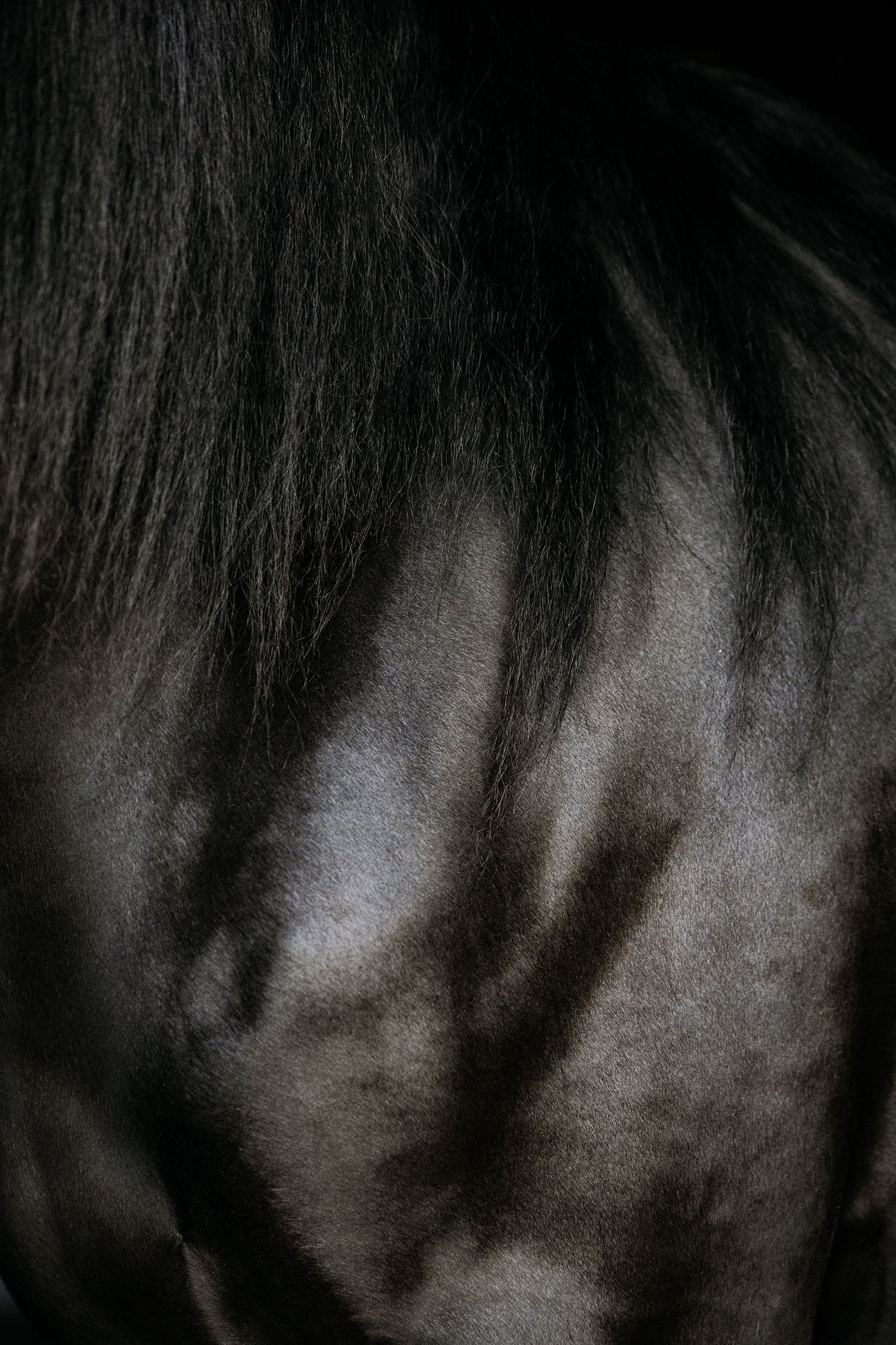 The Legacy of the Murgese Horse - Anna Archinger Photography