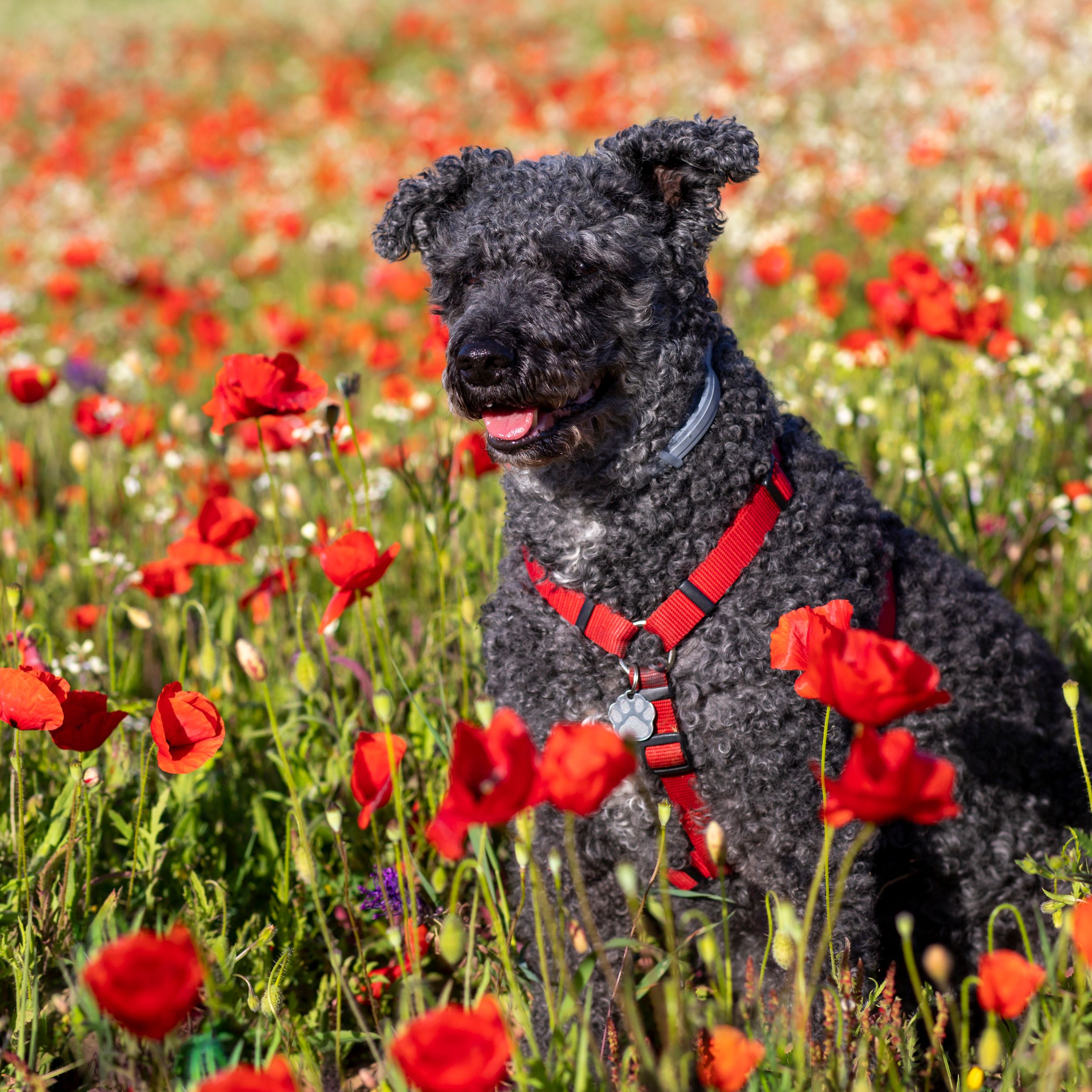 Kat the Dog - Alyson Sheldrake