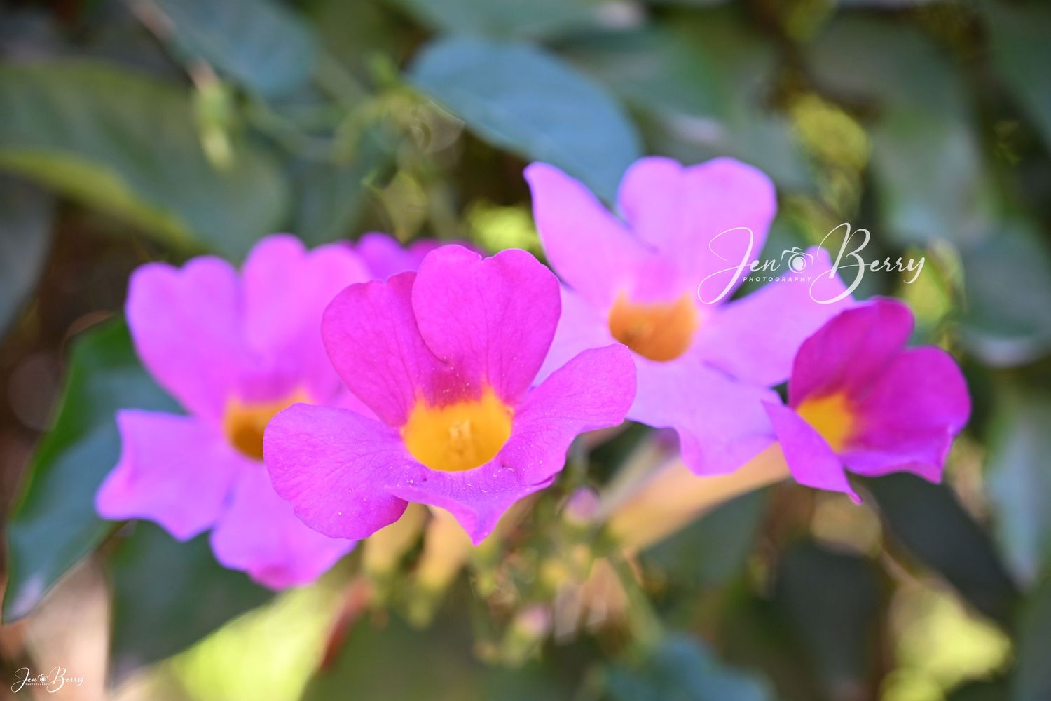 Contact - Jen Berry Photography