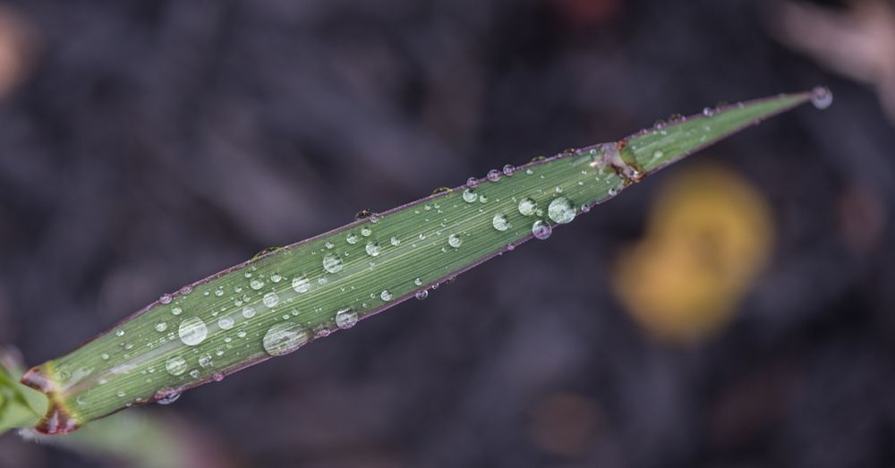 Nature / Nature - D2-Image