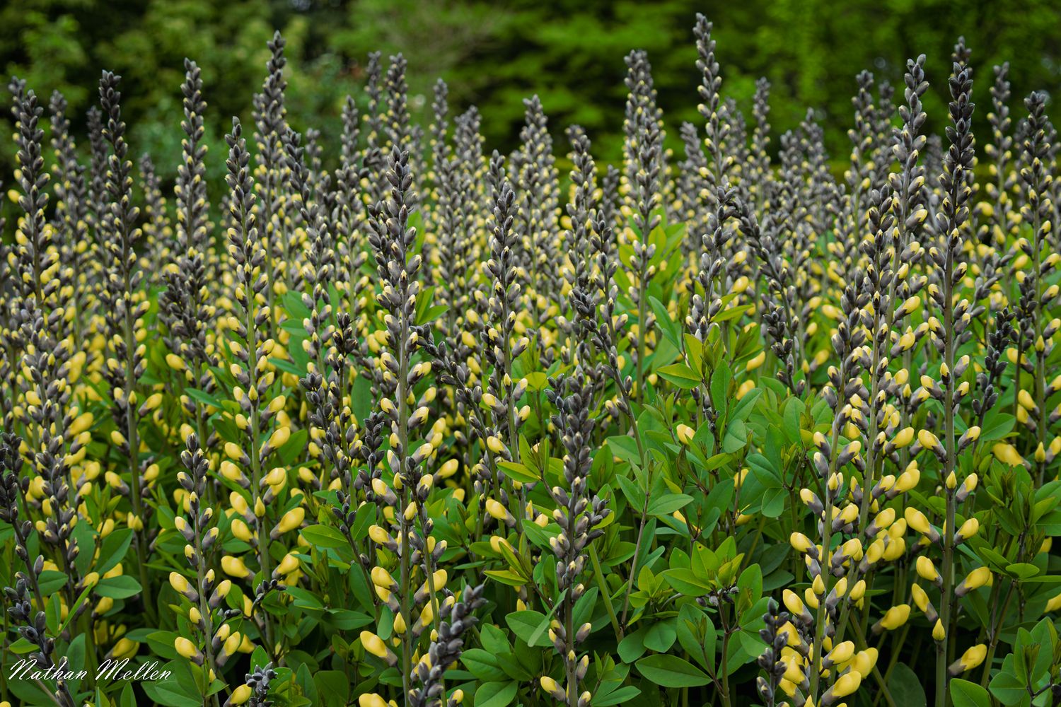 Nathan Mellen Photography