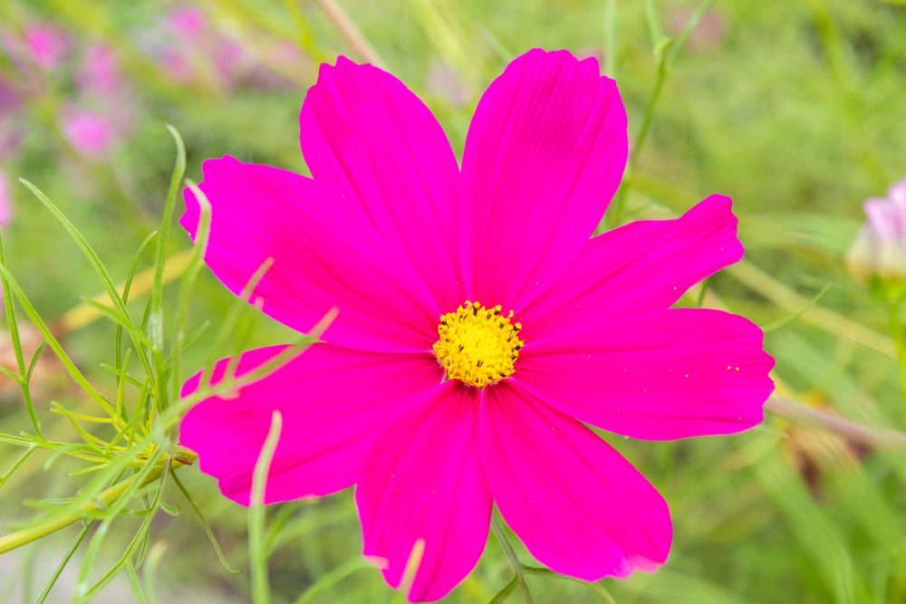 Nature Photos - Sarah Nevins Photography