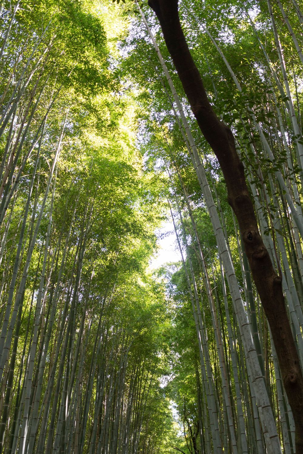 Where Color Tells the Story: A Photo Diary of Japan’s Spring Palette ...