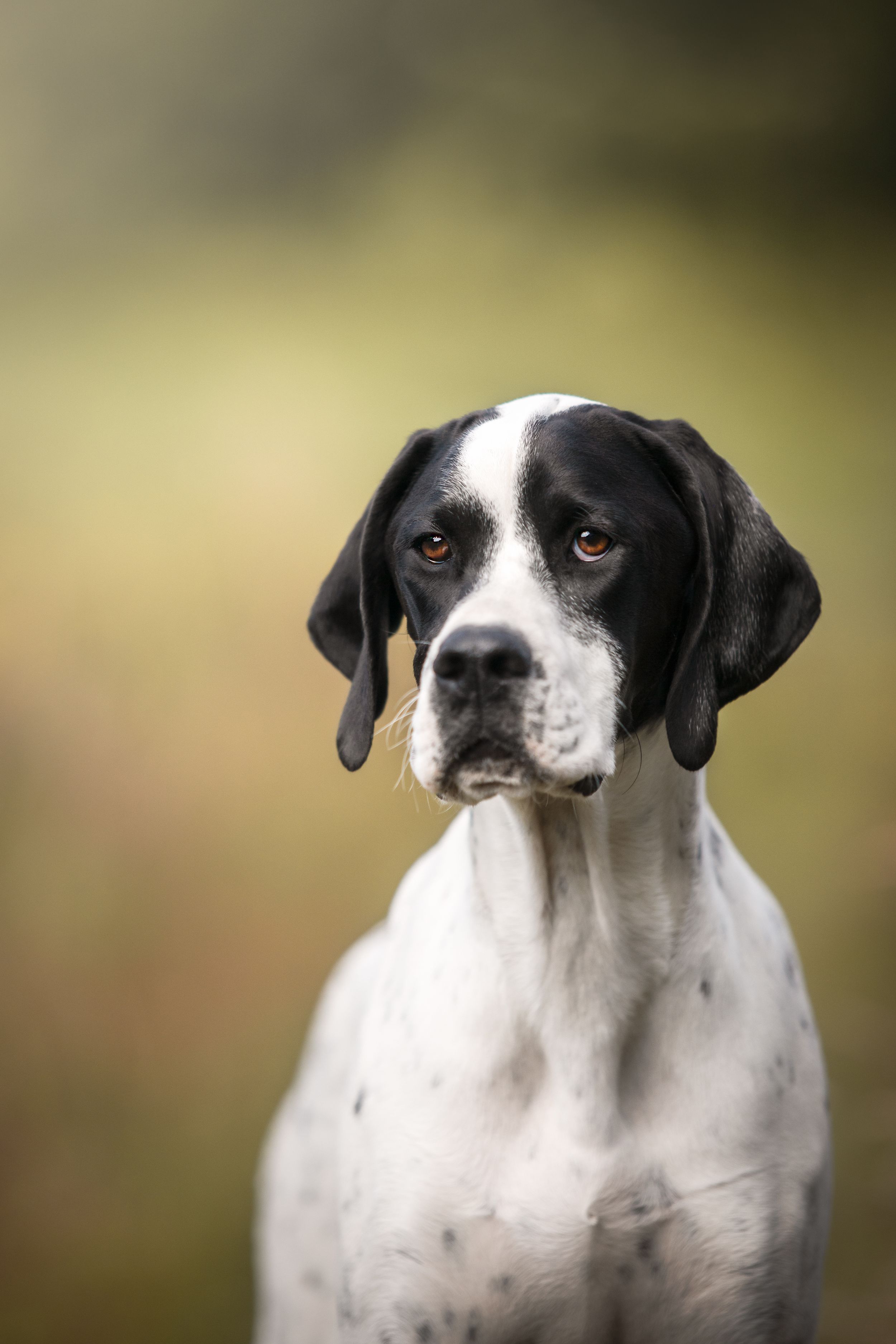 Hunde - Noble Hound Studio