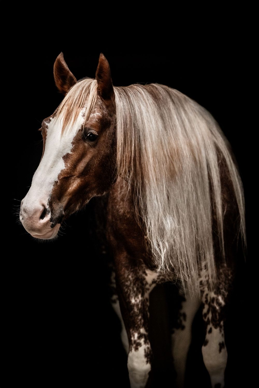 Hestefotograf på Sjælland - En Fotosession med din hest - Anna ...