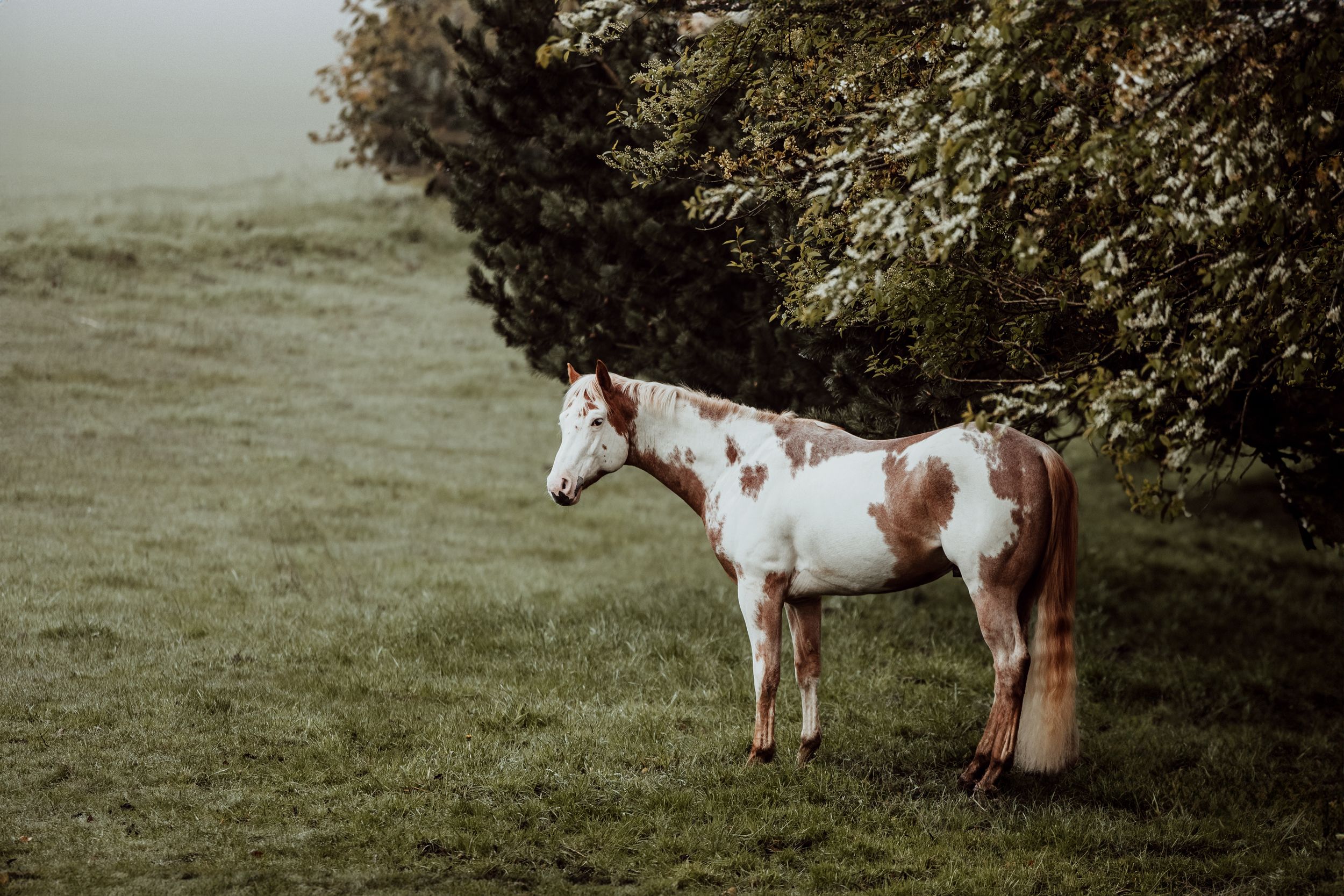 Hestefotograf på Sjælland - En Fotosession med din hest - Anna ...