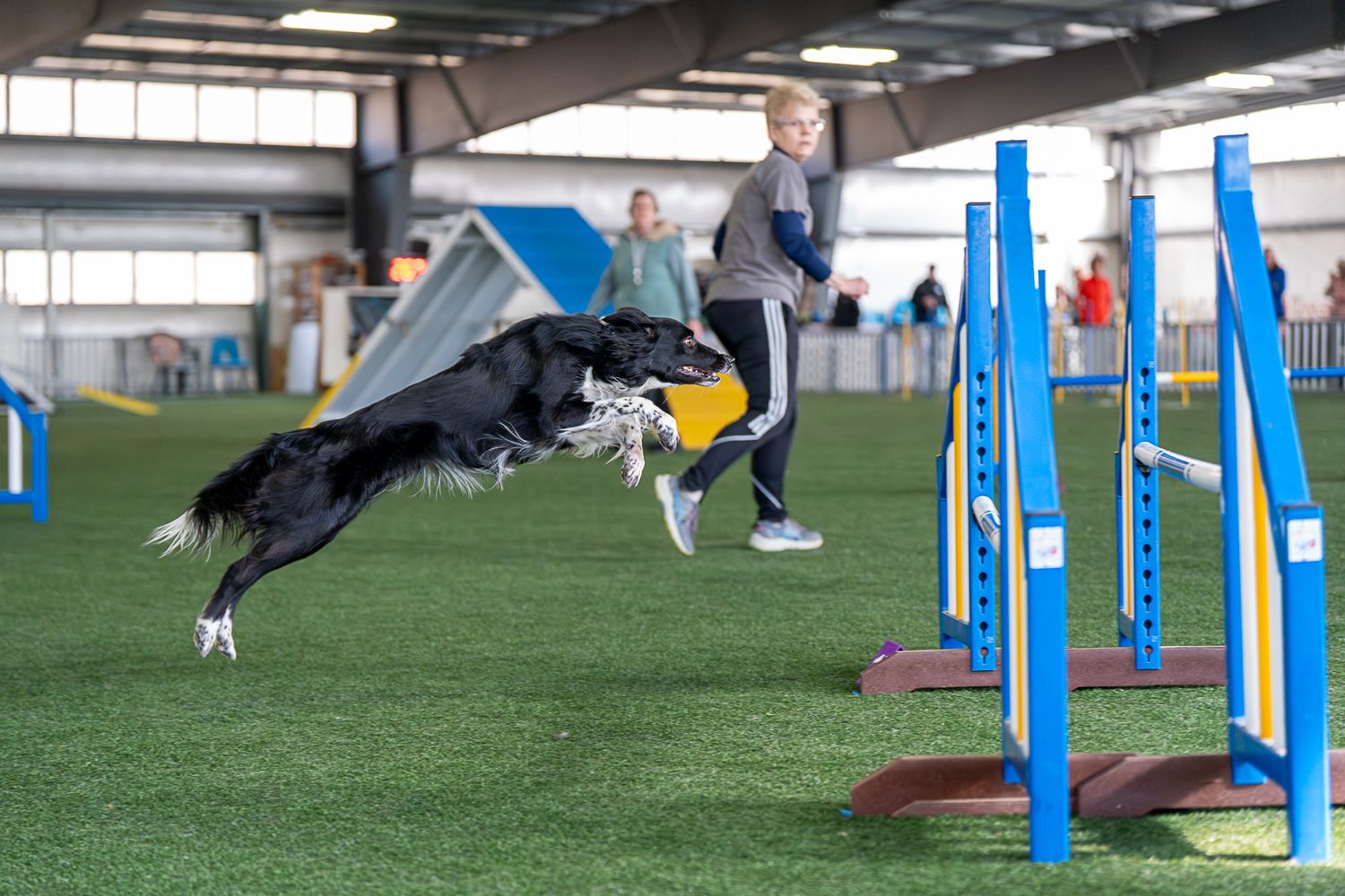 AGILITY TRIALS - Wildscapes and Whiskers by Jo Gryniewicz