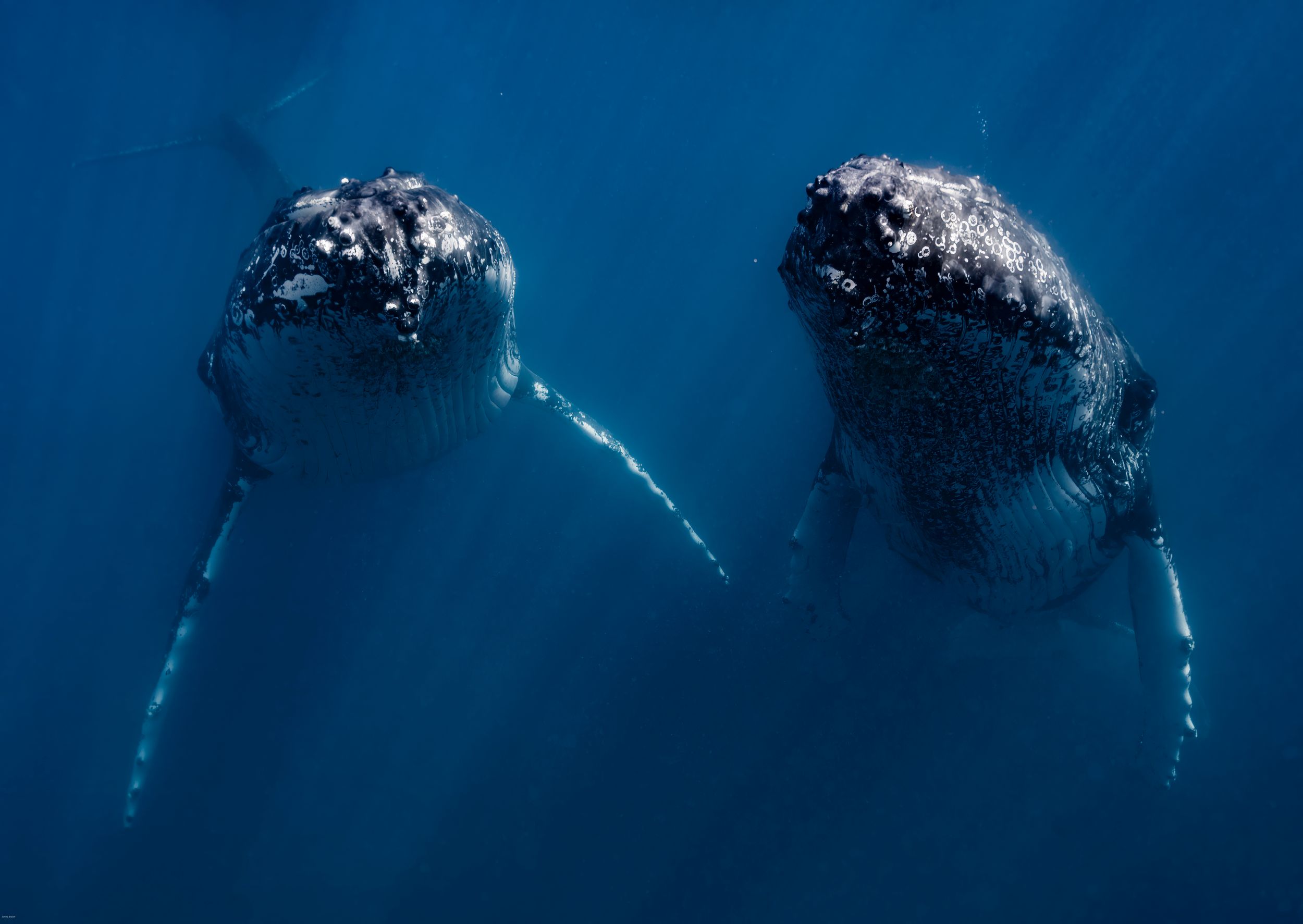 Reef 'n' Beef Photography