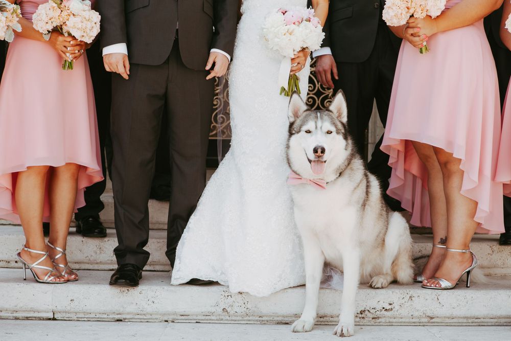 Wedding Photography Portfolio