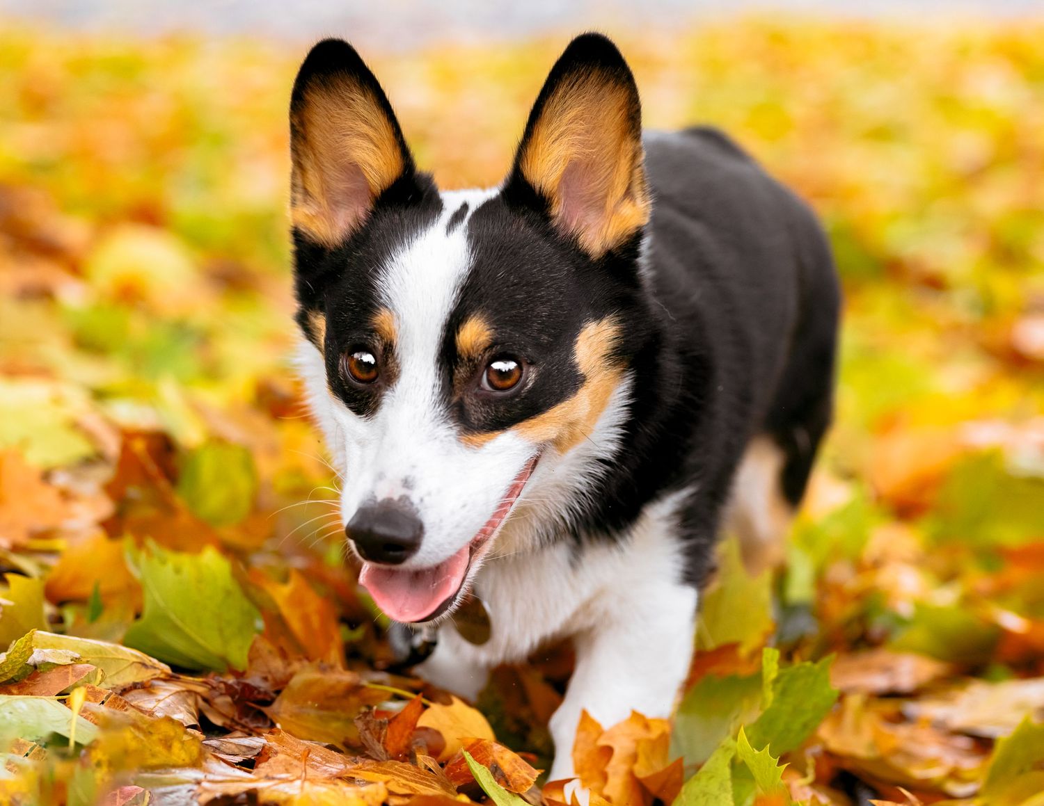 Packages - Elliott Ralph Photography