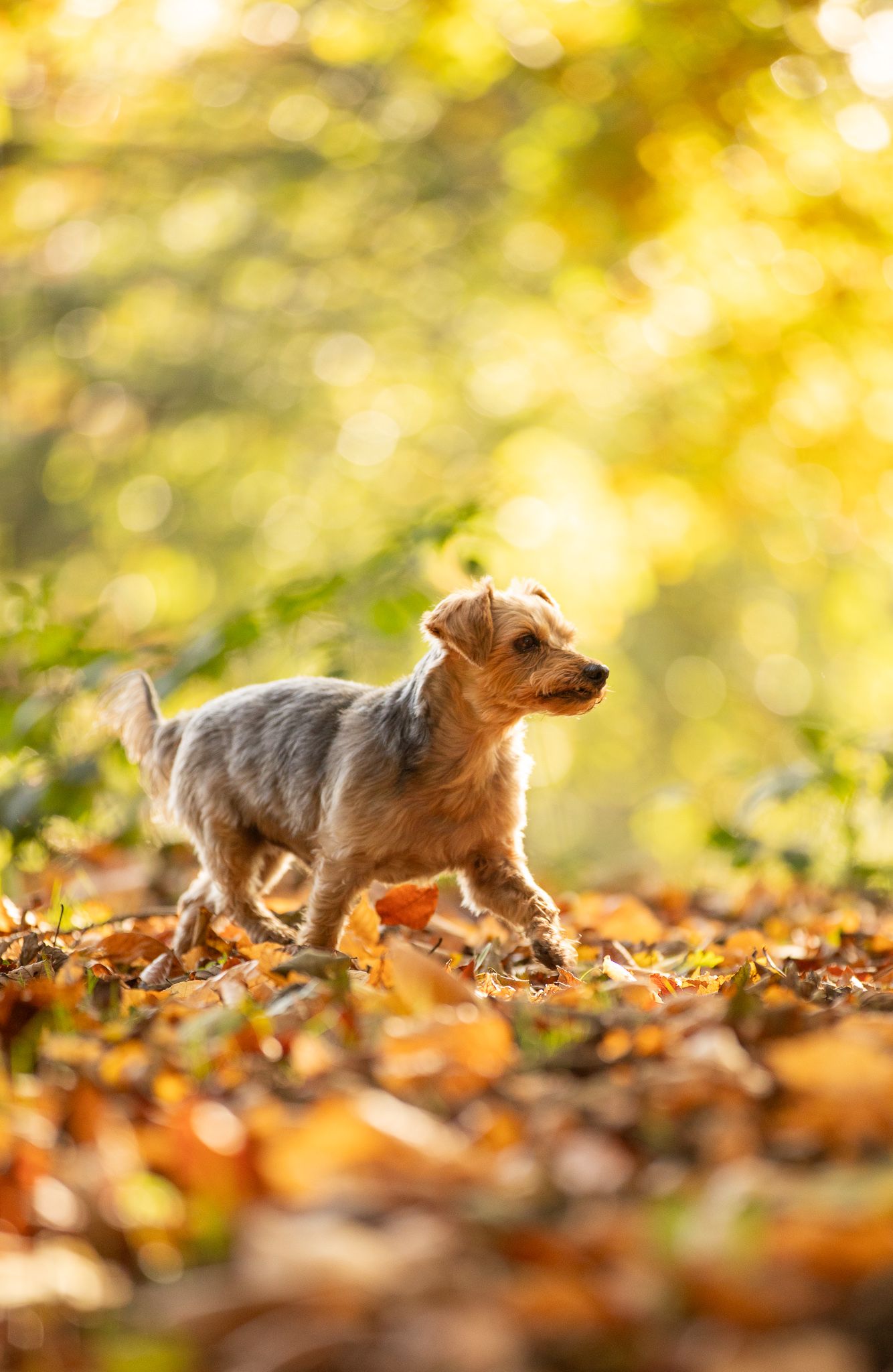 Laura & Smudge - Imogen Moon ABIPP - Equine & Dog Photographer In ...