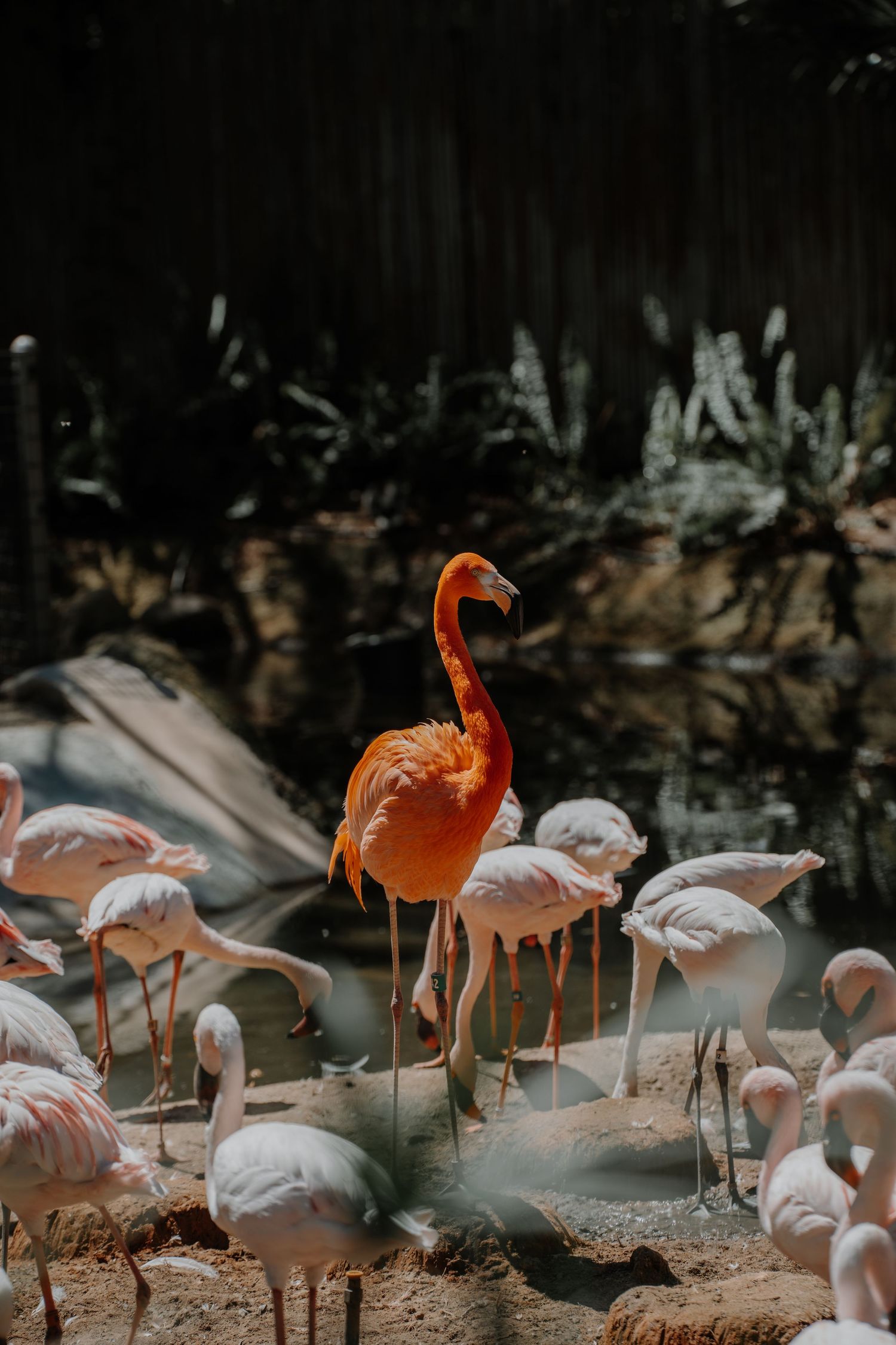 A visit to the zoo - Joyce Antonette