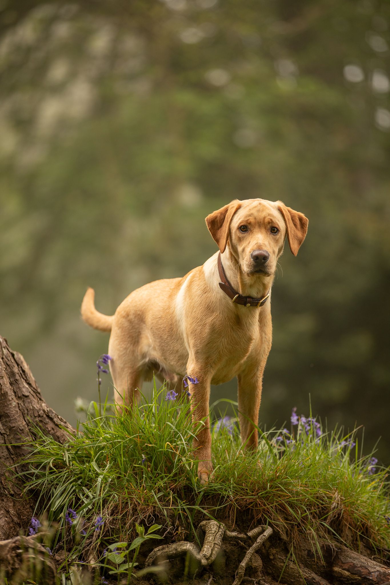 Payton & Milo - Imogen Moon ABIPP - Equine & Dog Photographer In Derbyshire