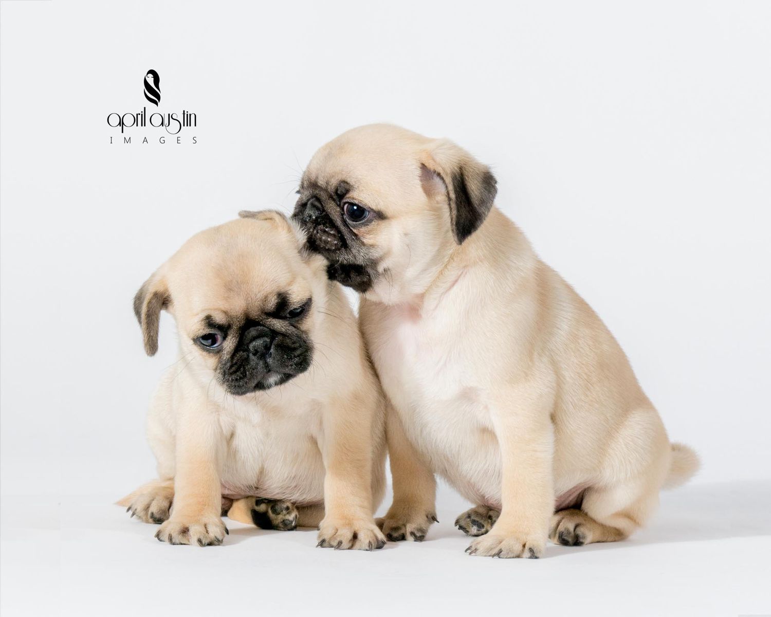 CBA - April Austin Images